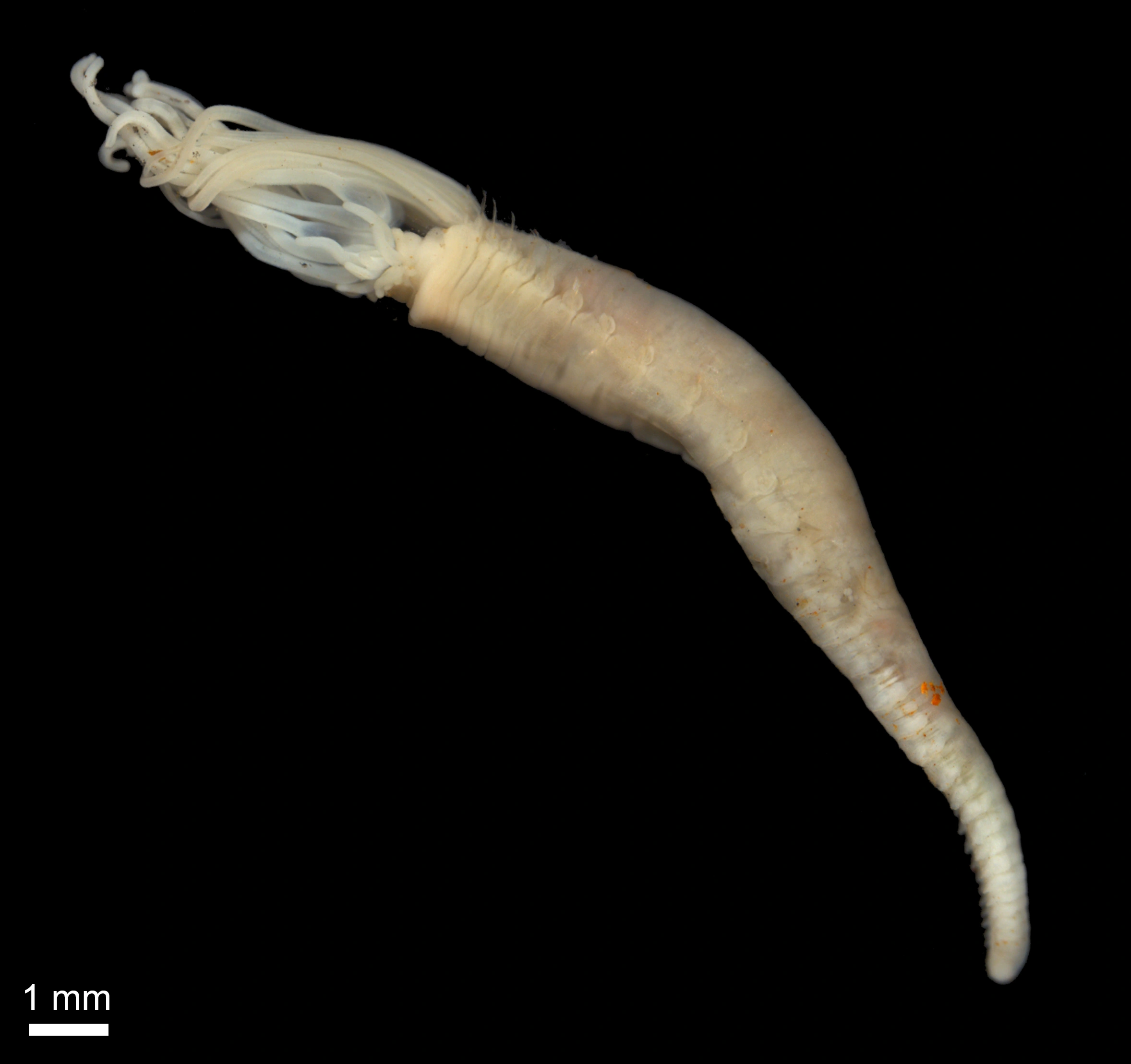 Ampharetidae