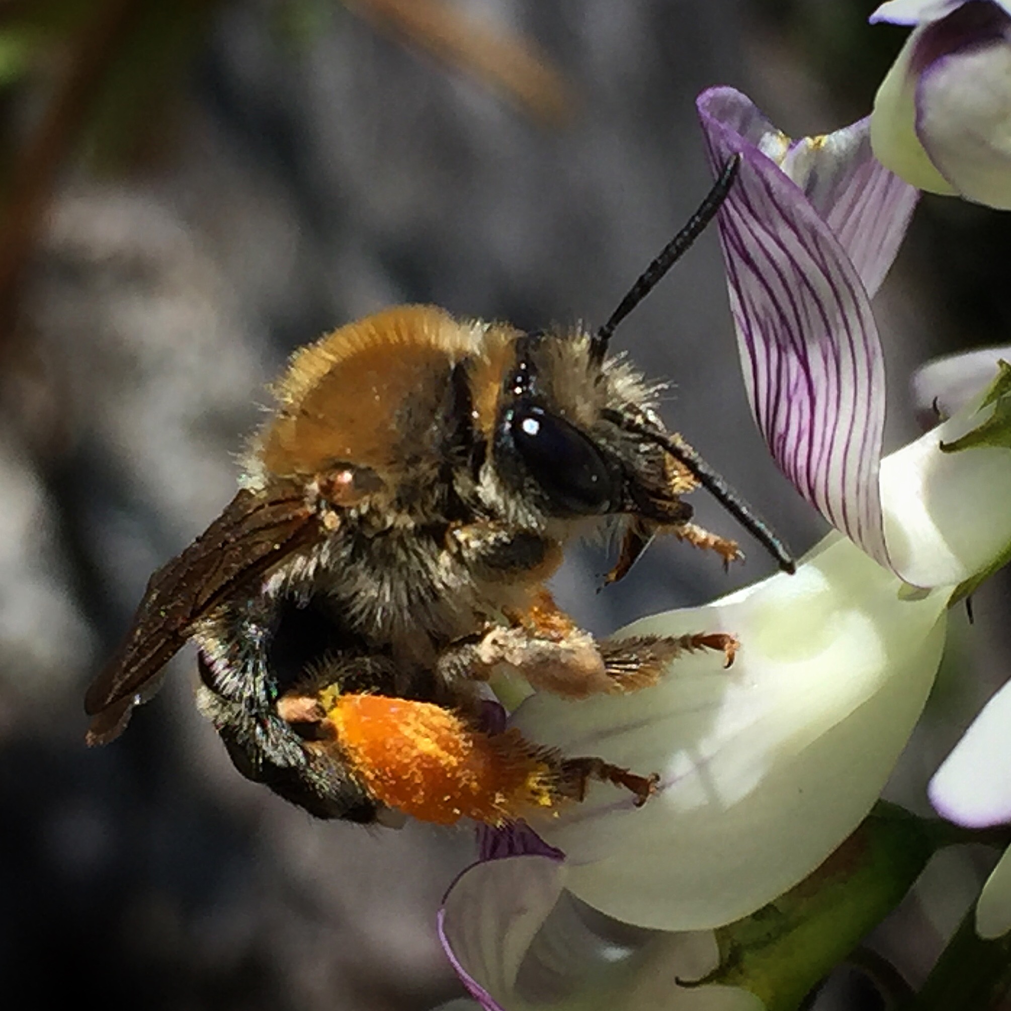 Eucera longicornis | Artsdatabanken