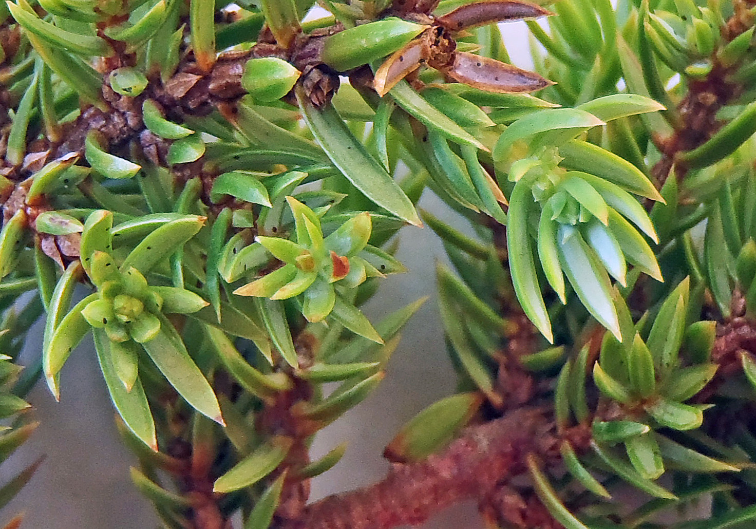Juniperus communis subsp. nana – Oversikt | Artsdatabanken