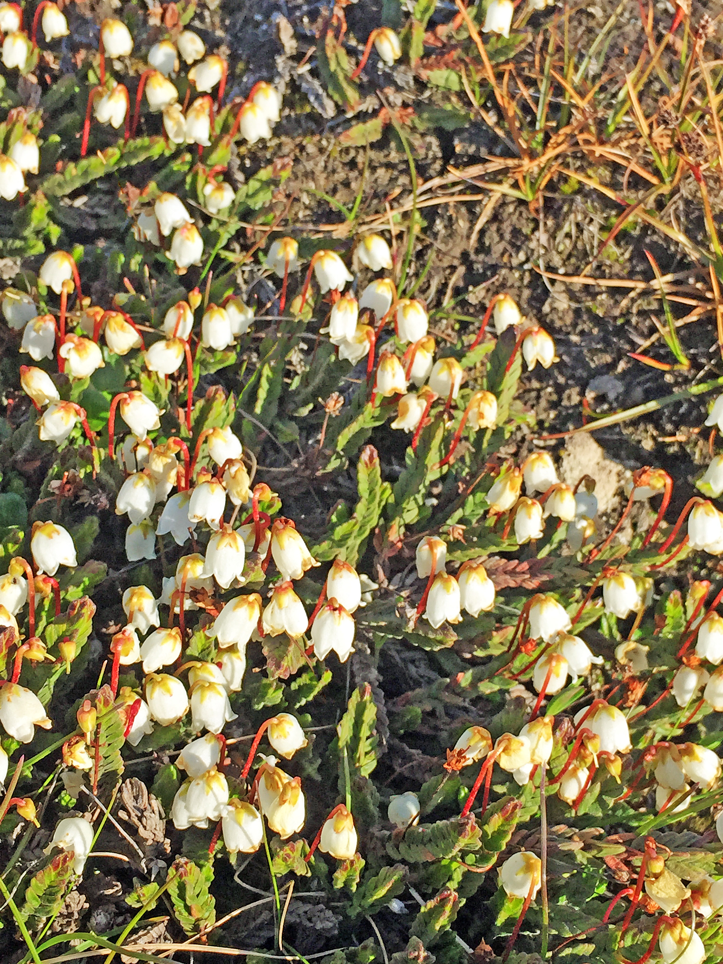 Cassiope tetragona – Oversikt | Artsdatabanken
