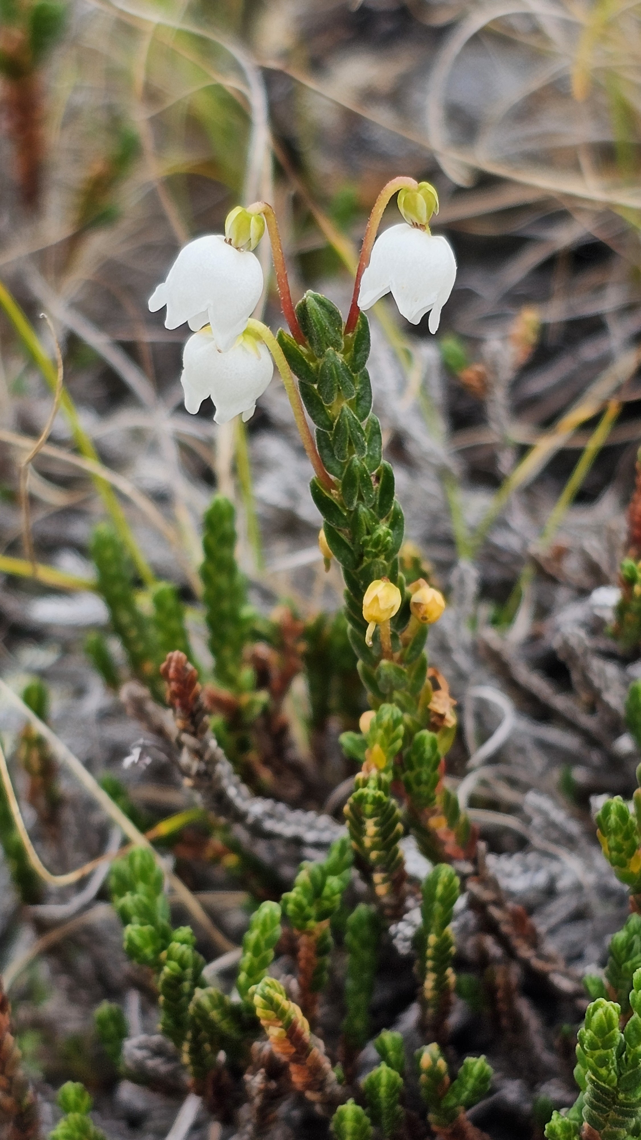 Cassiope tetragona – Oversikt | Artsdatabanken