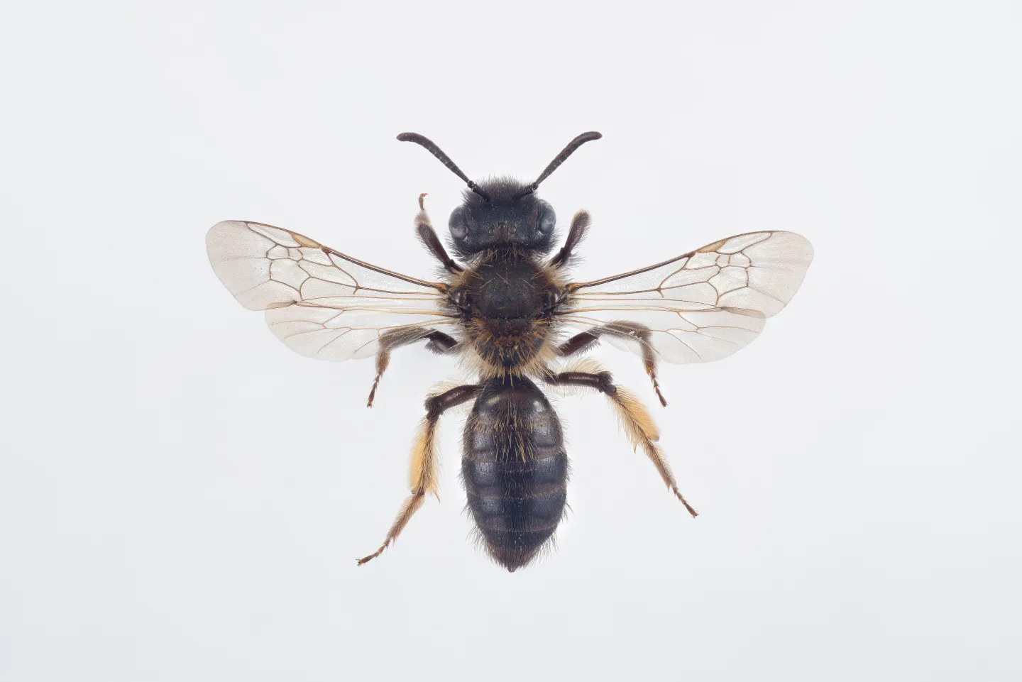 Andrena bicolor – Oversikt | Artsdatabanken