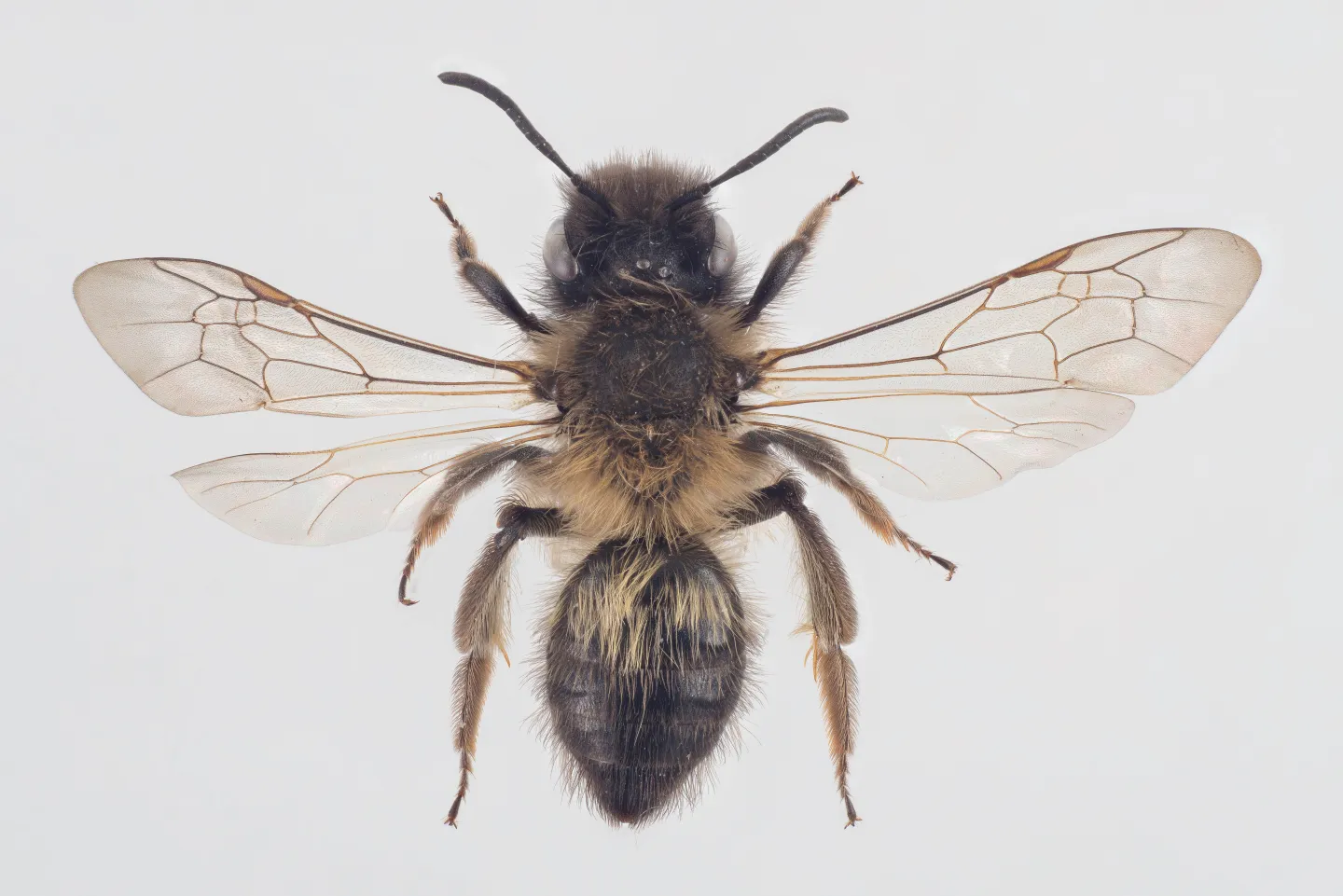 Andrena praecox – Oversikt | Artsdatabanken