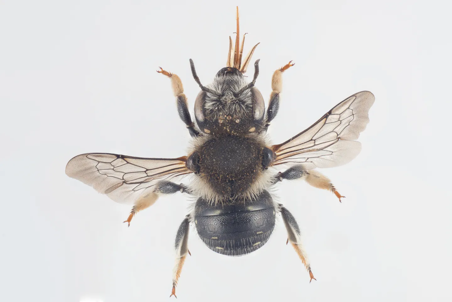 Anthidium punctatum – Oversikt | Artsdatabanken
