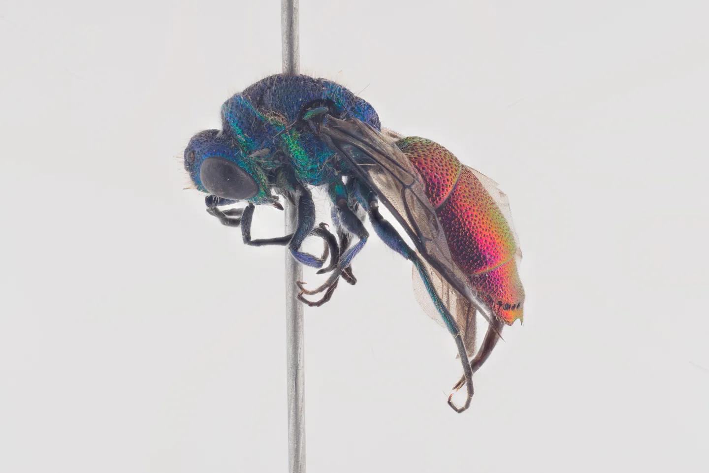 Chrysis corusca – Oversikt | Artsdatabanken