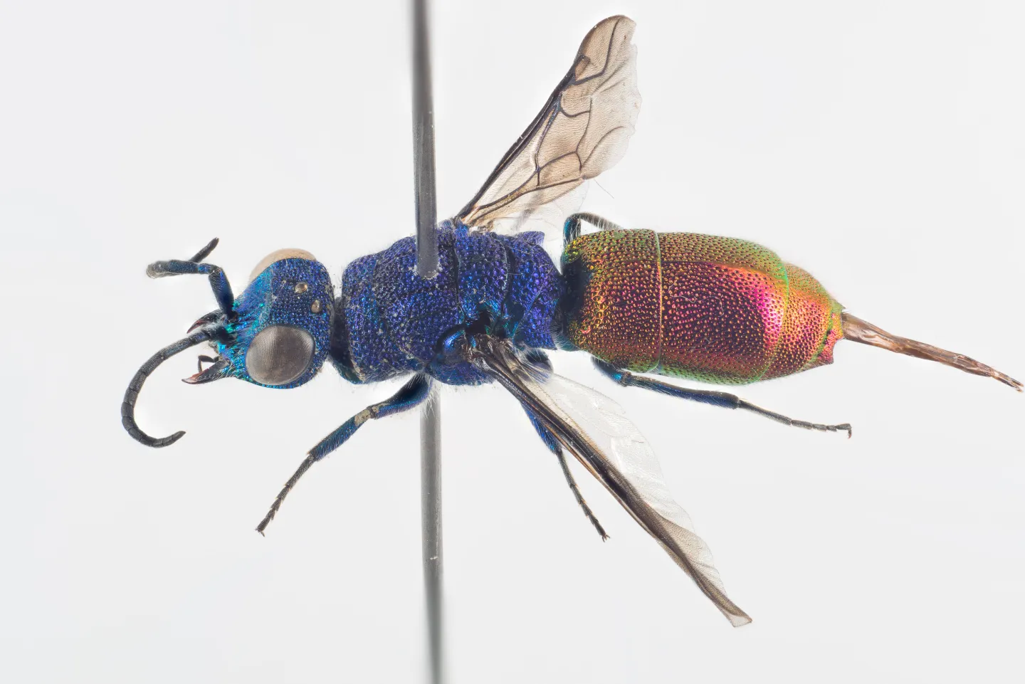 Chrysis terminata – Oversikt | Artsdatabanken