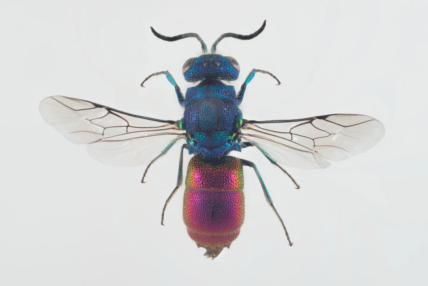 Chrysis parietis – Oversikt | Artsdatabanken