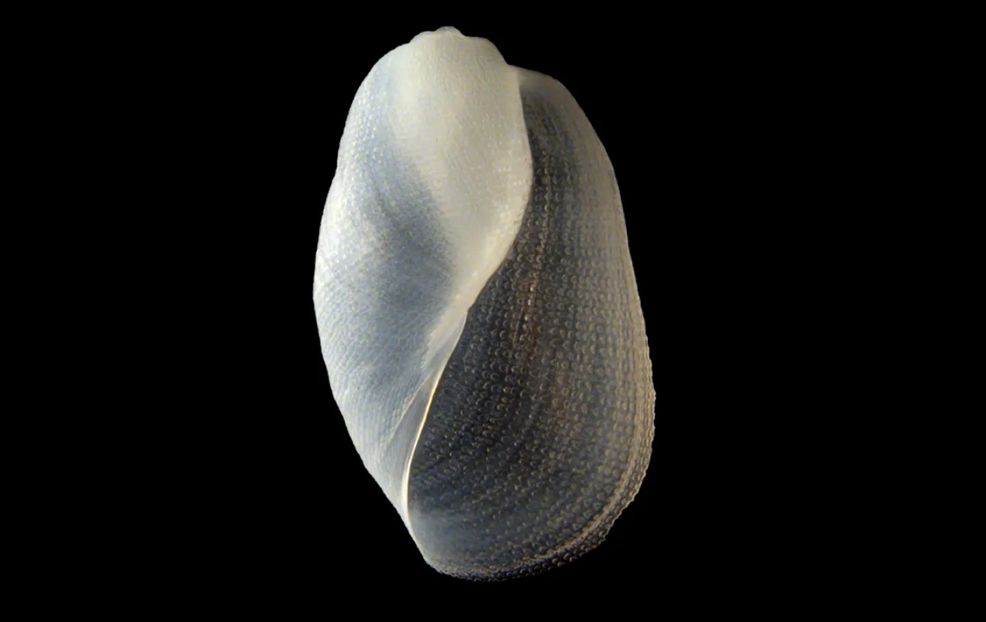 Philine | Artsdatabanken