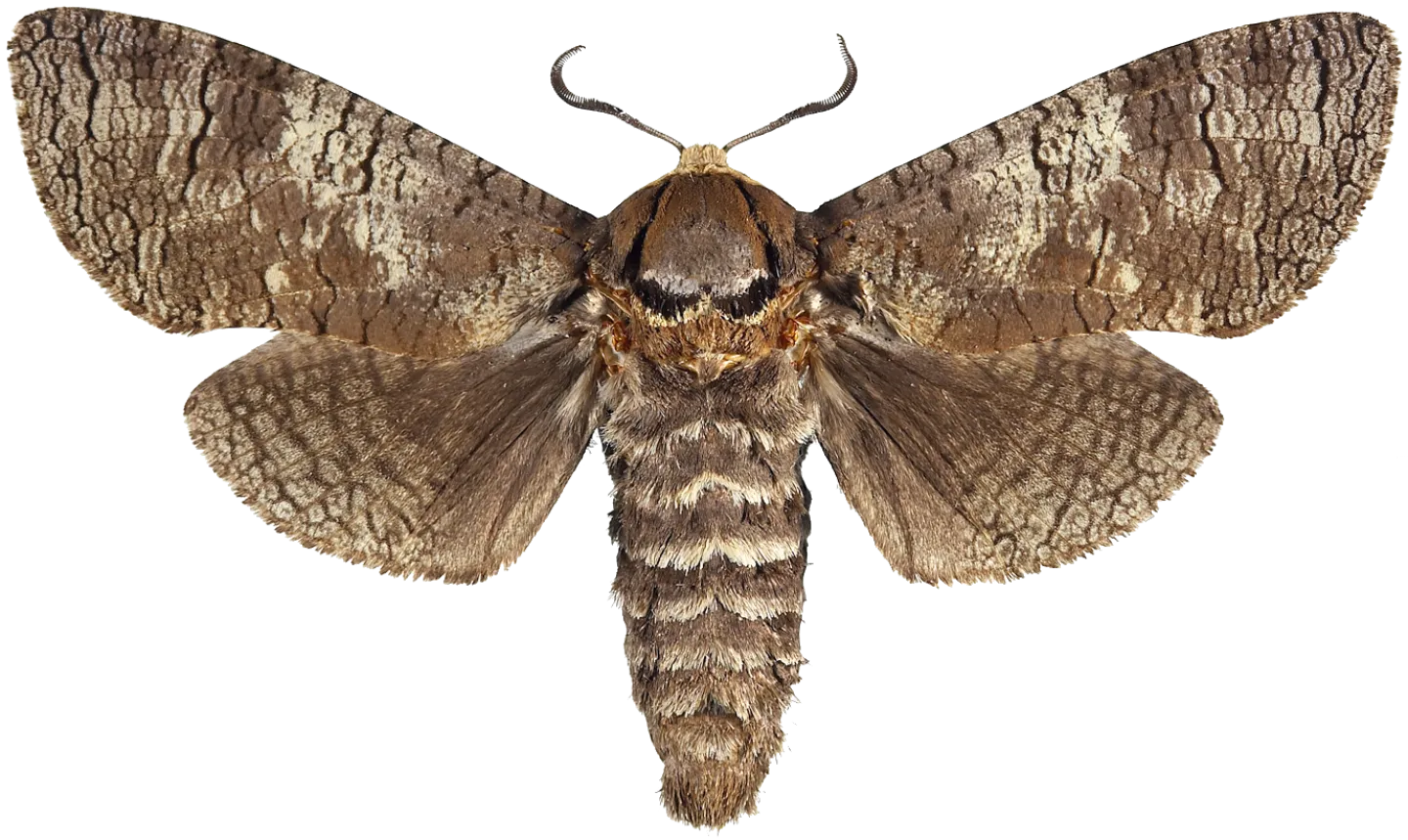 Cossus cossus | Artsdatabanken