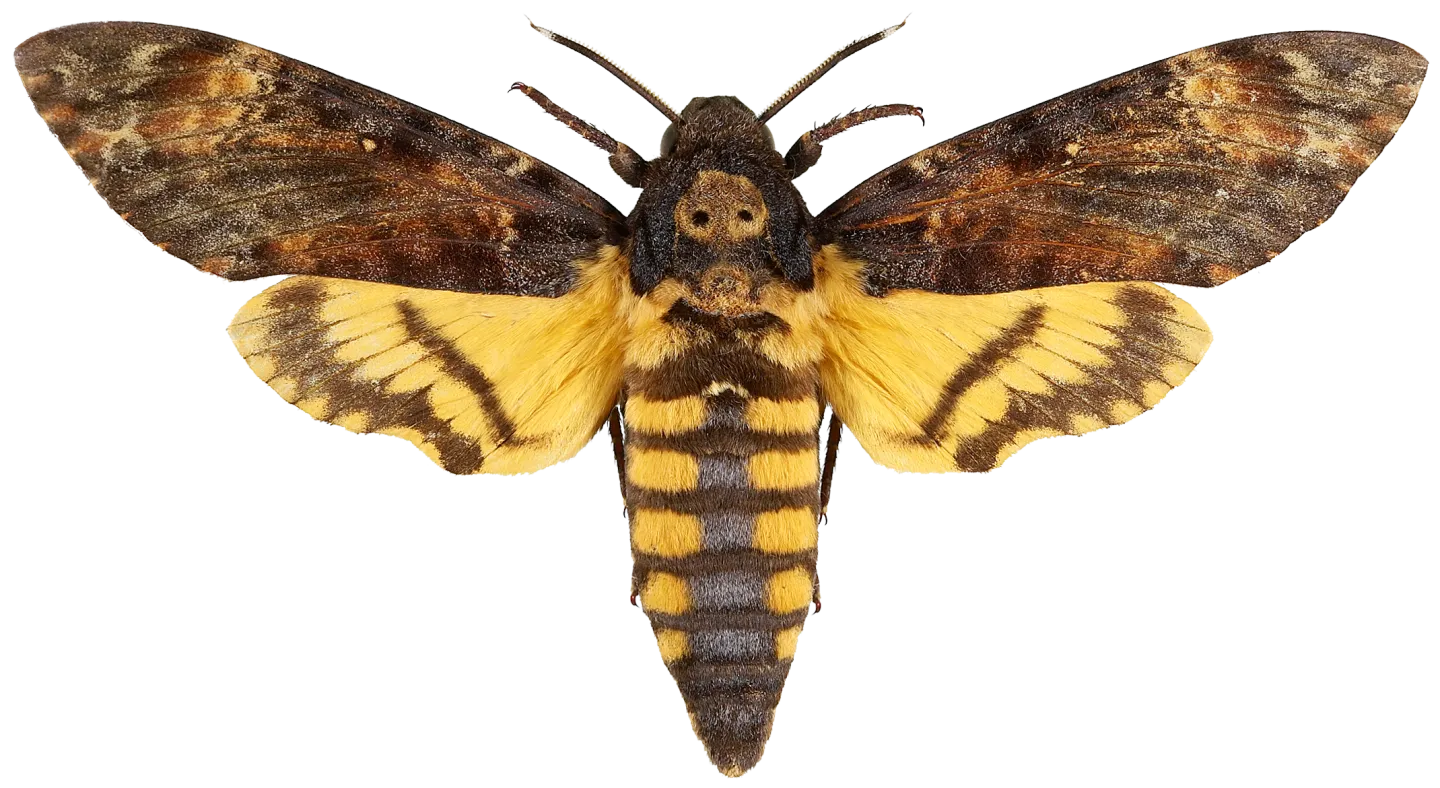 Acherontia atropos – Oversikt | Artsdatabanken