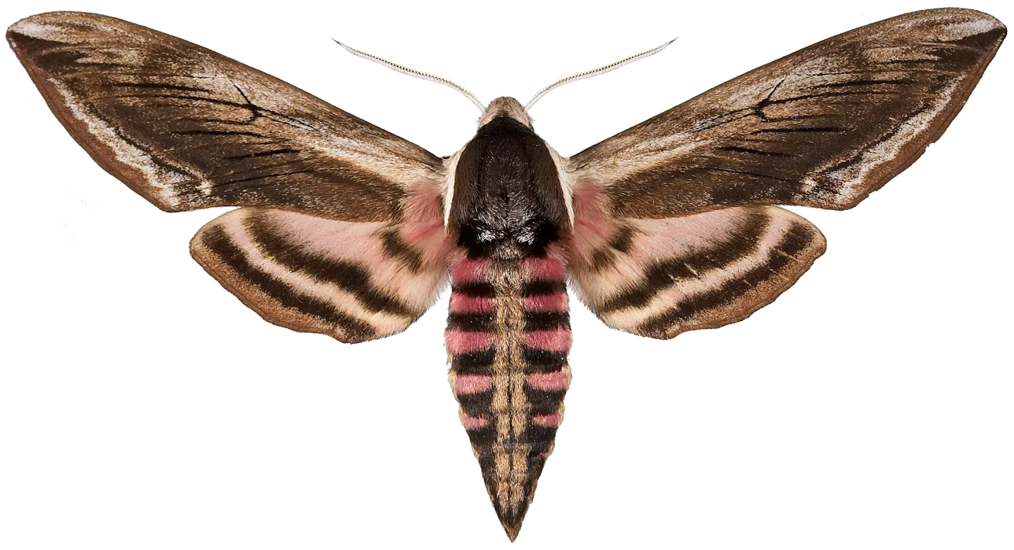 Sphinx ligustri – Oversikt | Artsdatabanken