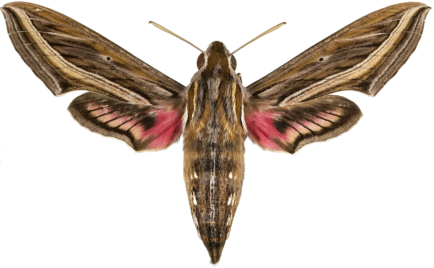Hippotion celerio – Oversikt | Artsdatabanken