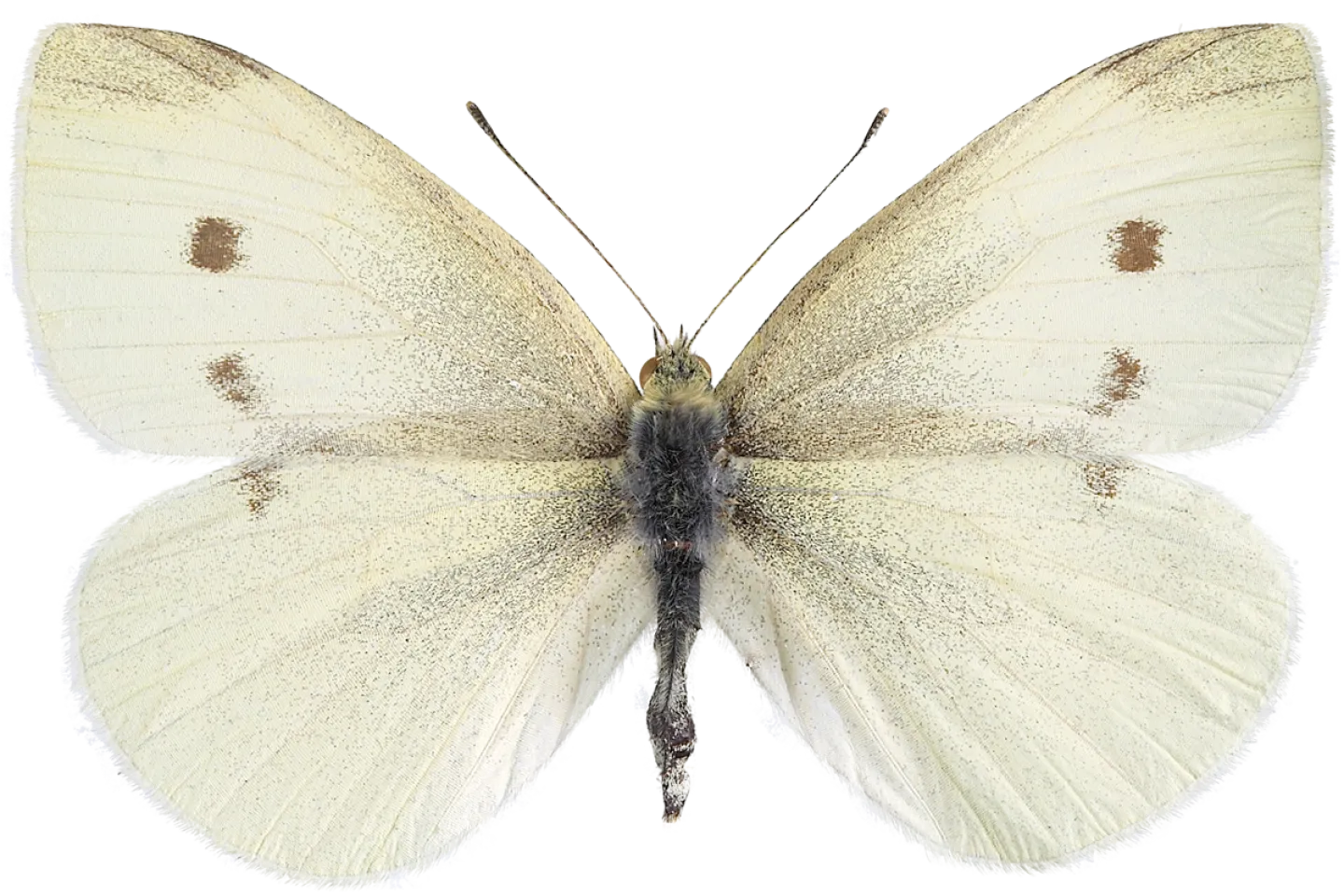 Pieris rapae | Artsdatabanken