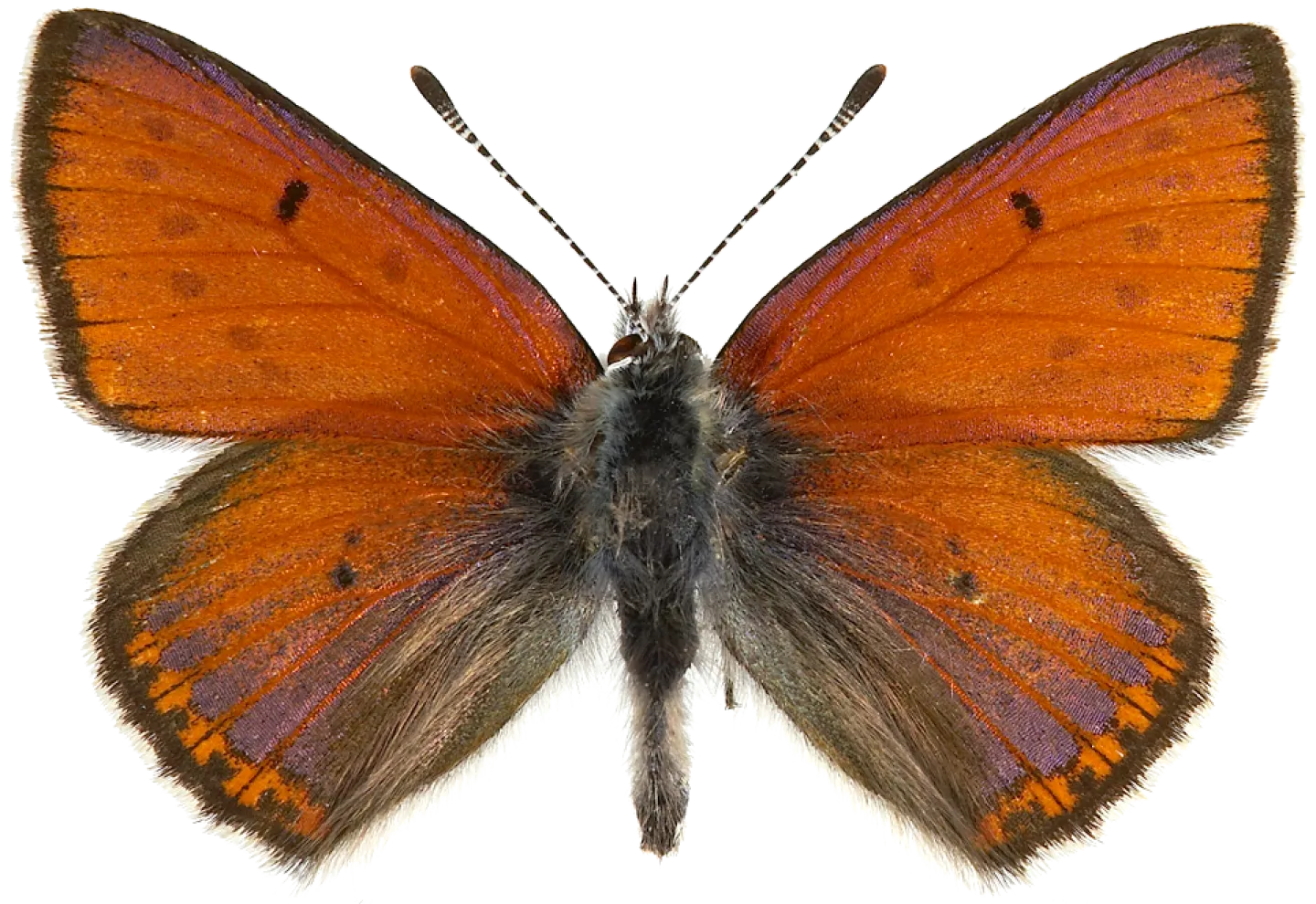 Lycaena hippothoe | Artsdatabanken