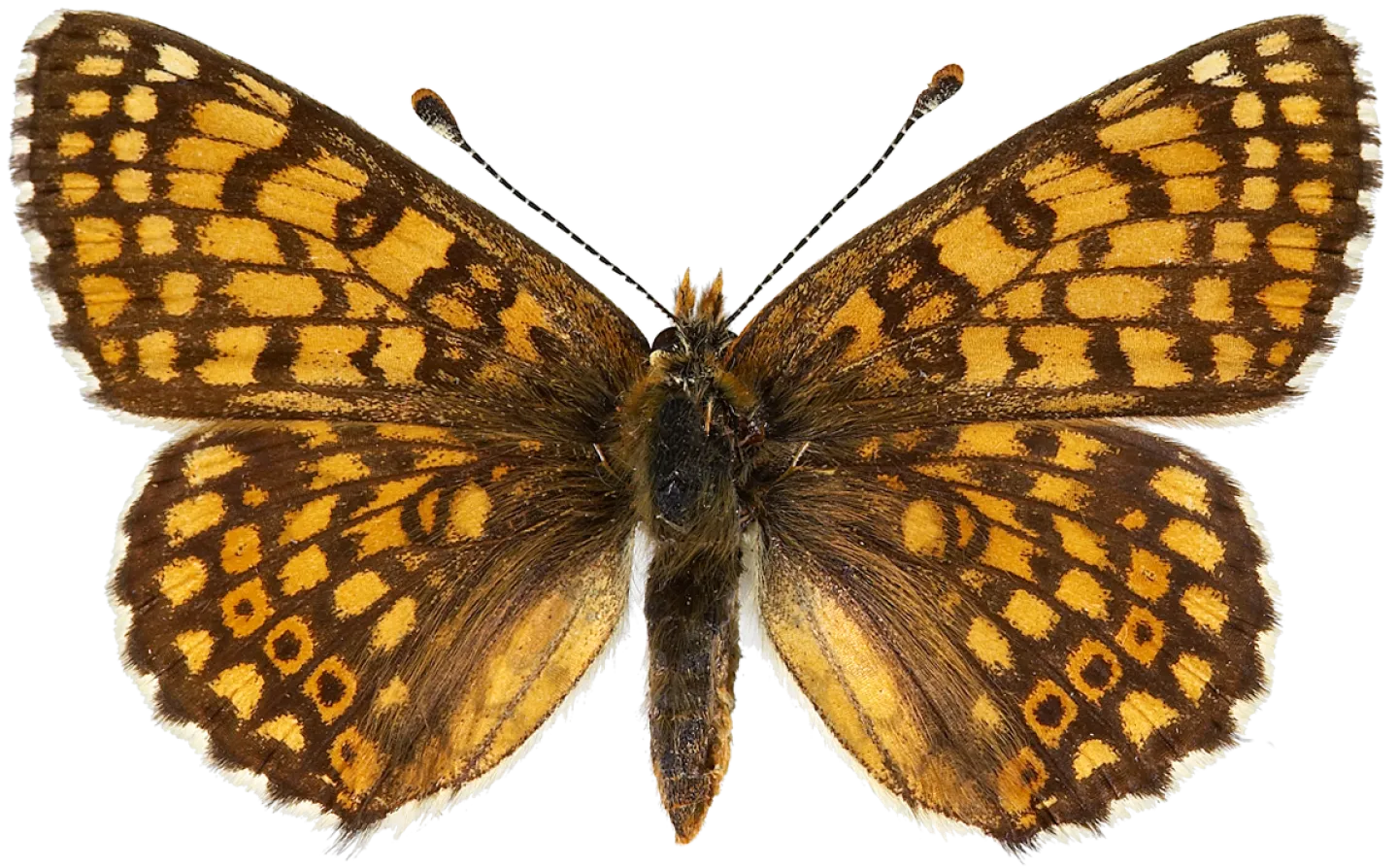 Melitaea cinxia | Artsdatabanken