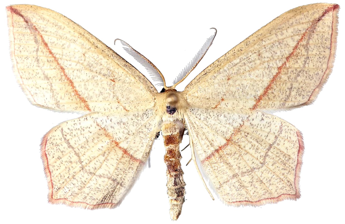 Timandra griseata – Oversikt | Artsdatabanken