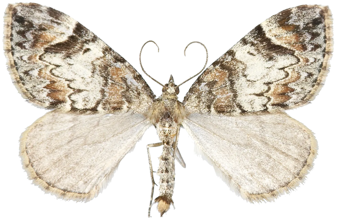 Dysstroma citrata | Artsdatabanken