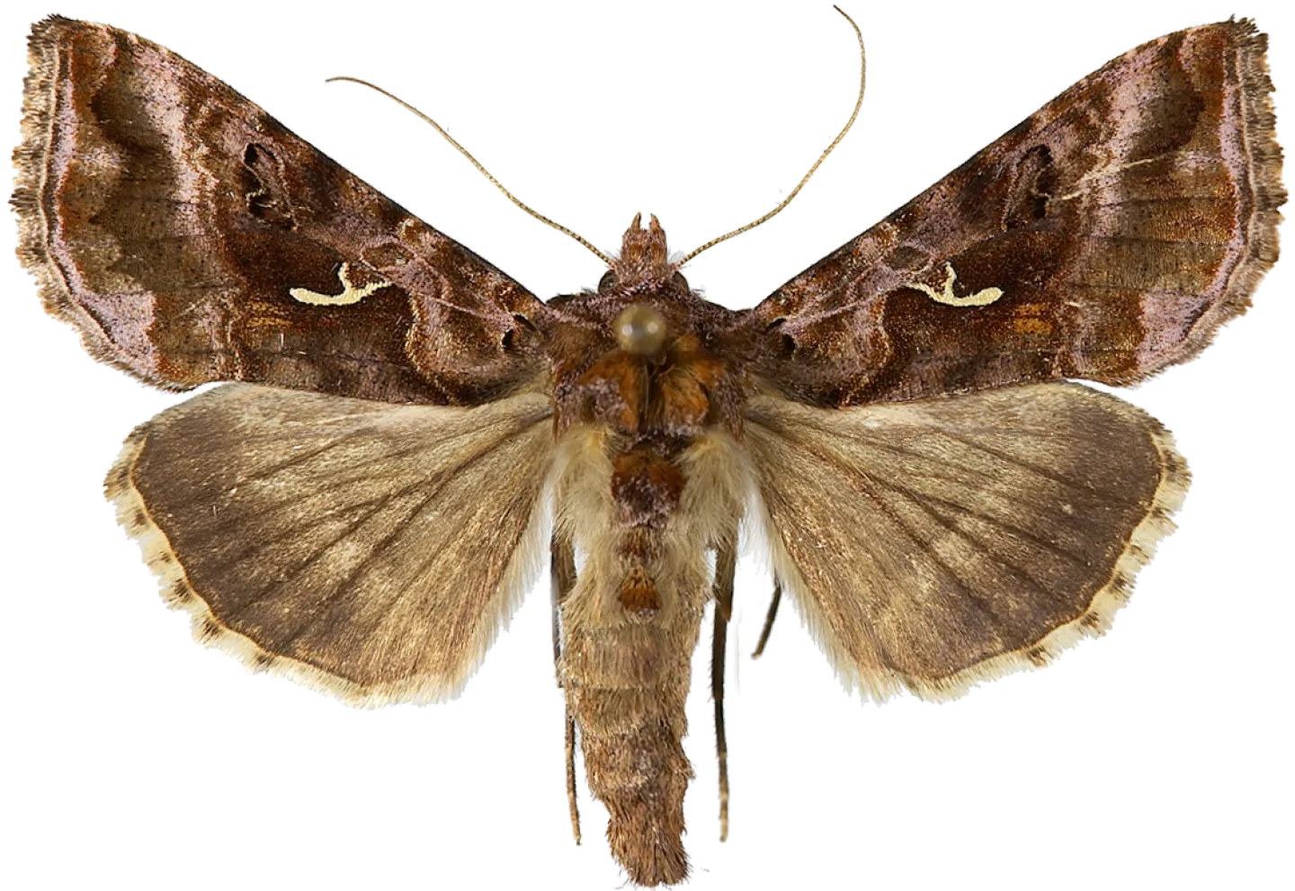 Autographa buraetica – Oversikt | Artsdatabanken