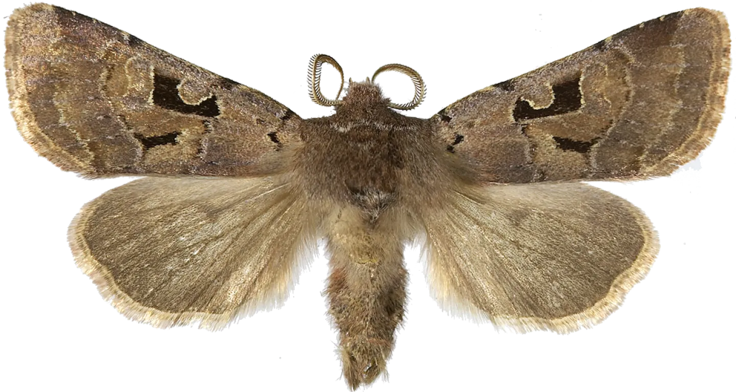 Orthosia gothica – Oversikt | Artsdatabanken