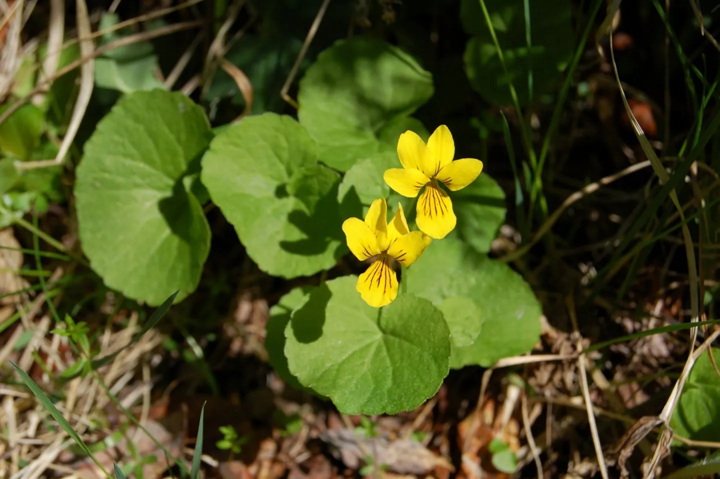 Viola biflora – Oversikt | Artsdatabanken