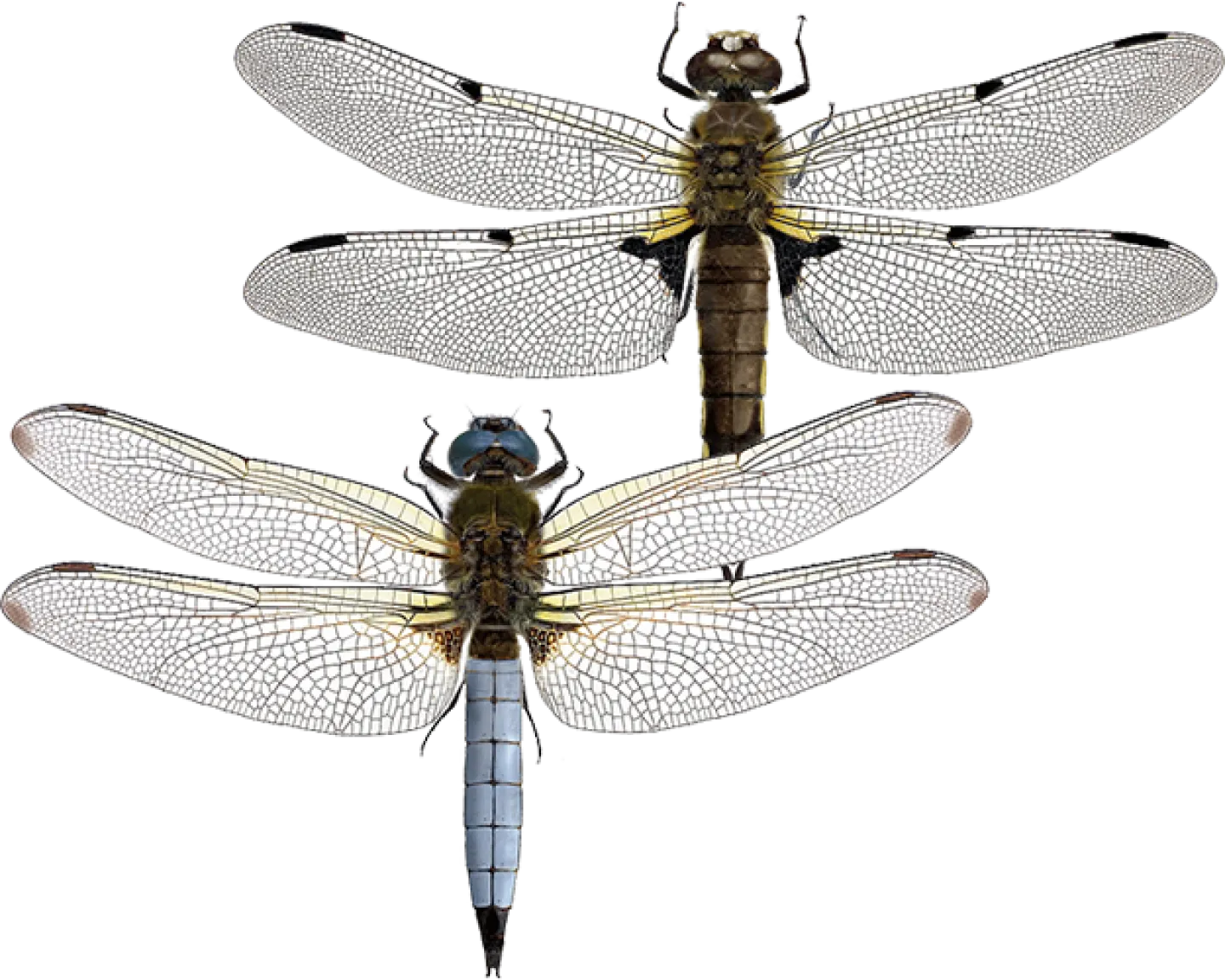 Libellula – Oversikt | Artsdatabanken