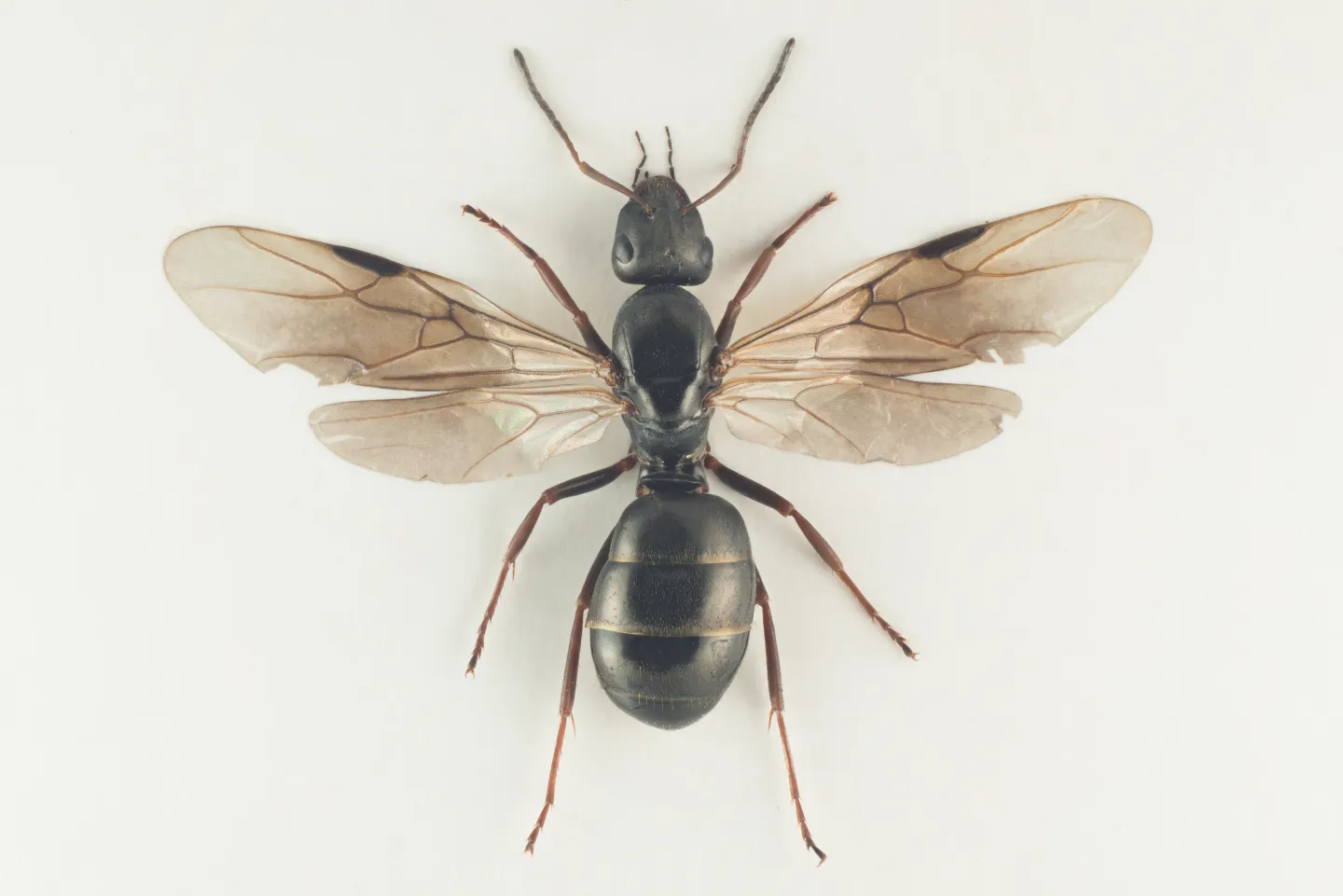 Formica fusca – Oversikt | Artsdatabanken