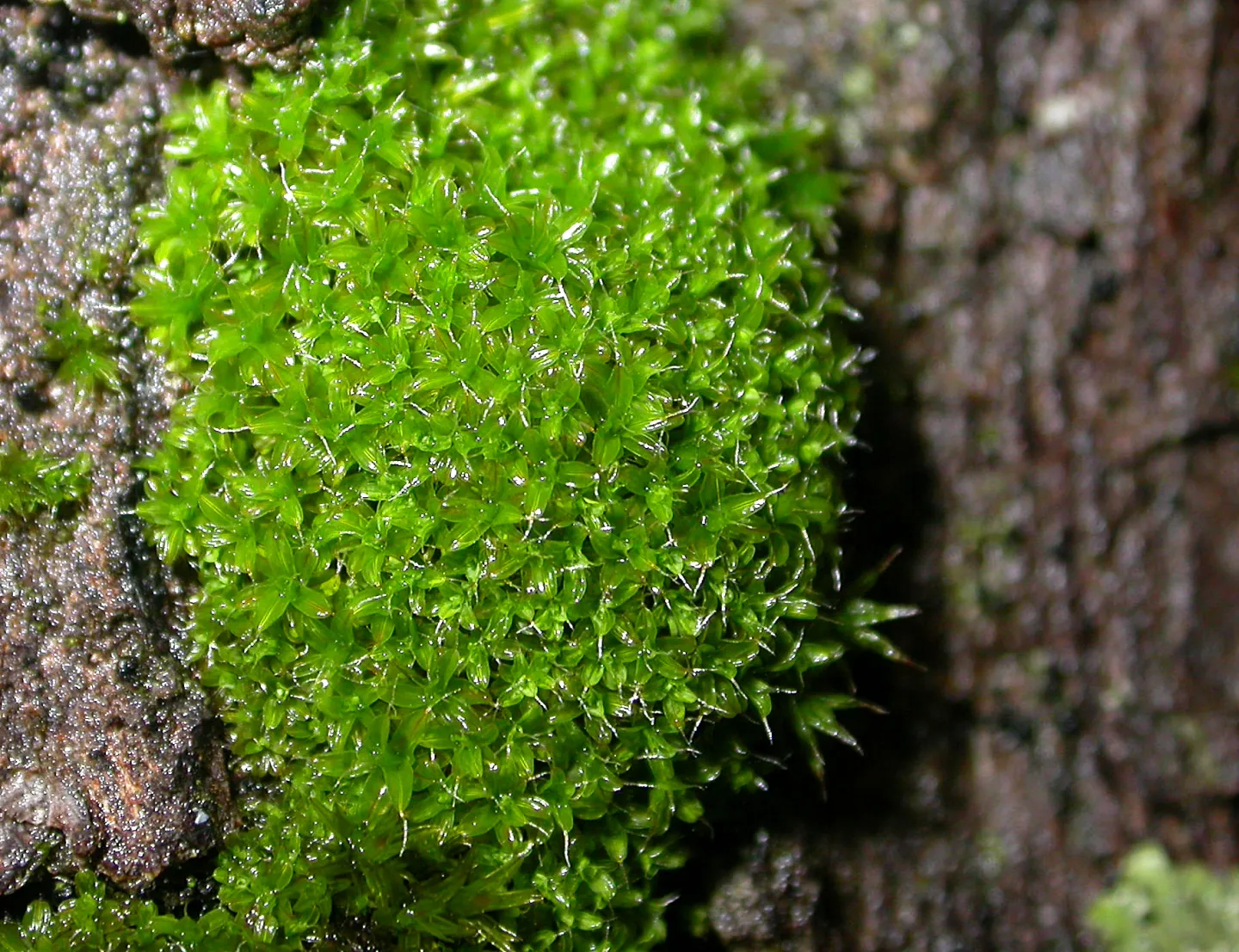 Syntrichia virescens – Oversikt | Artsdatabanken