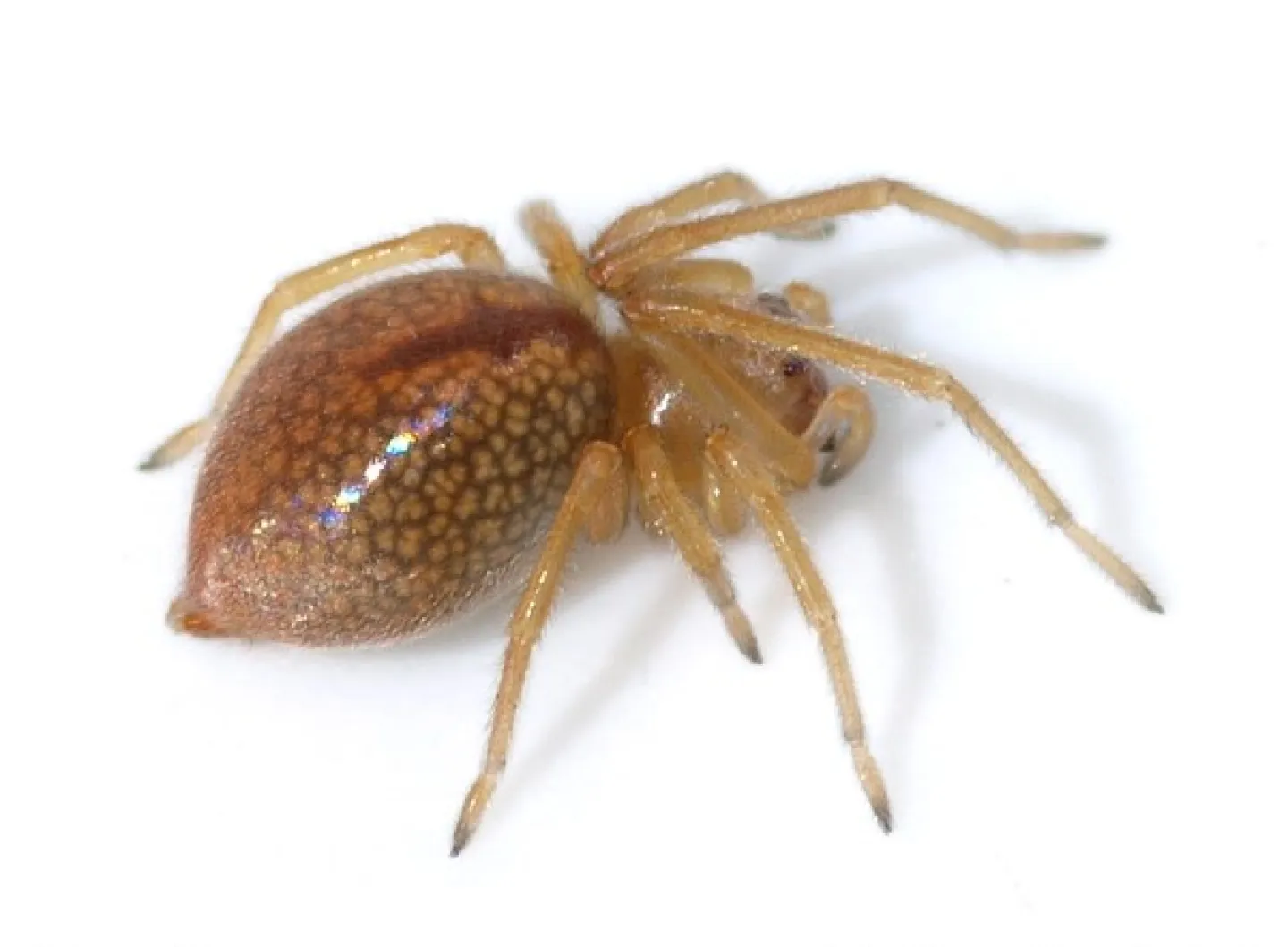 Cheiracanthium virescens | Artsdatabanken