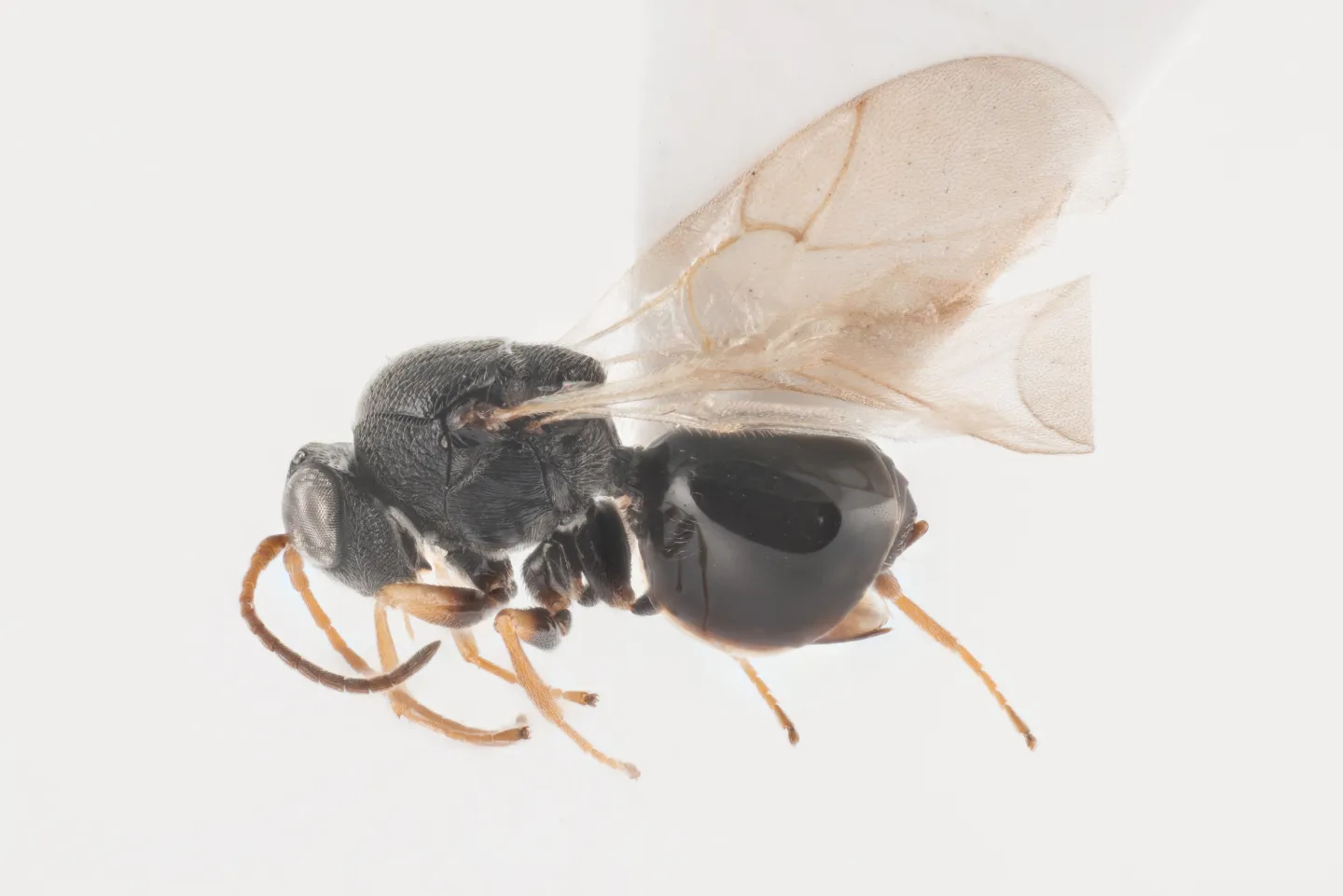 Synergus pallipes | Artsdatabanken