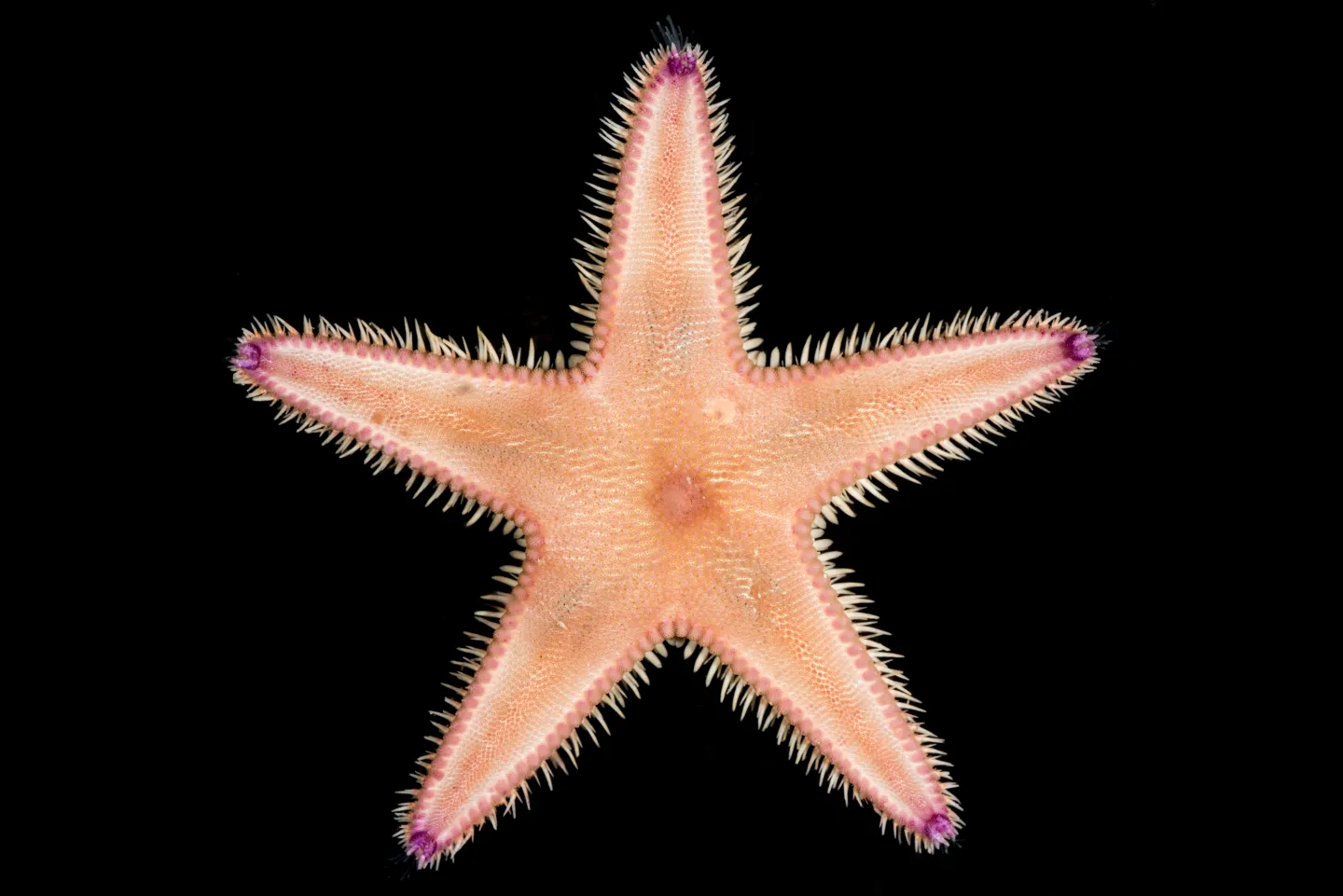 Astropecten irregularis | Artsdatabanken