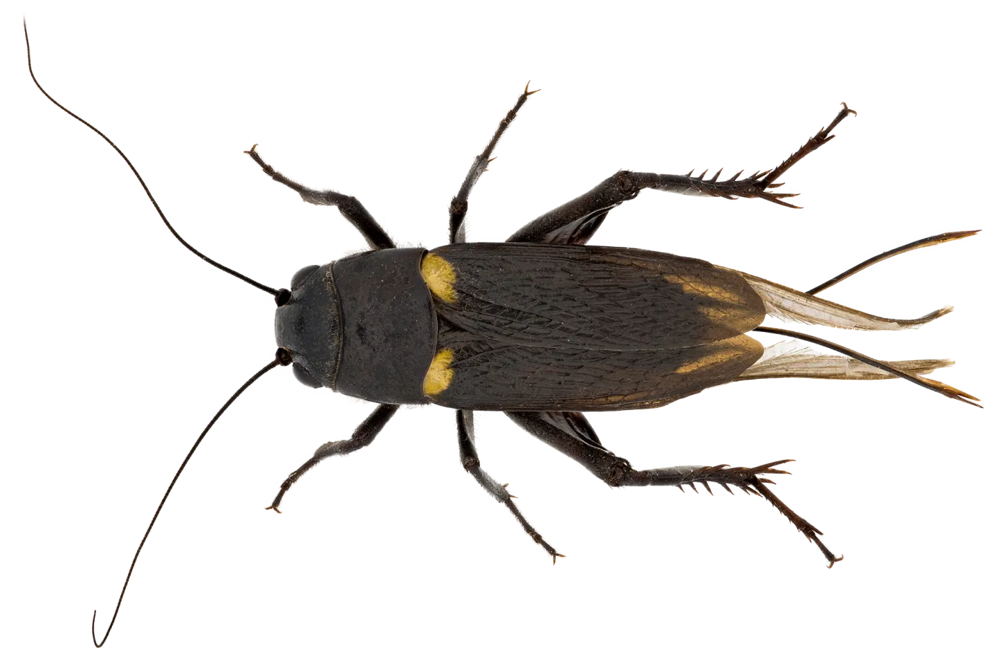 Gryllus bimaculatus | Artsdatabanken