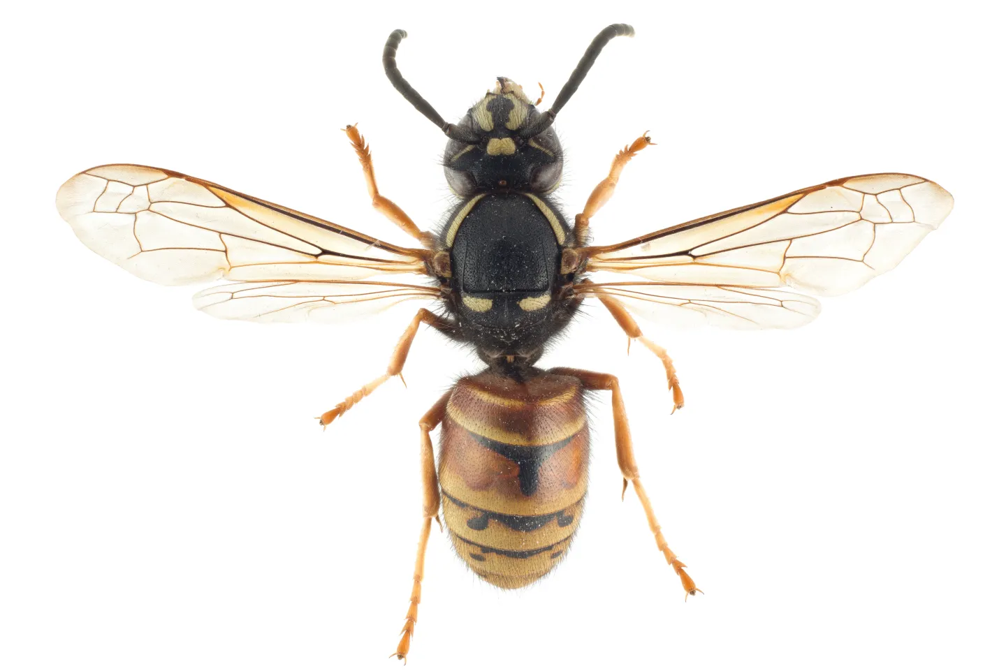 Vespula rufa | Artsdatabanken