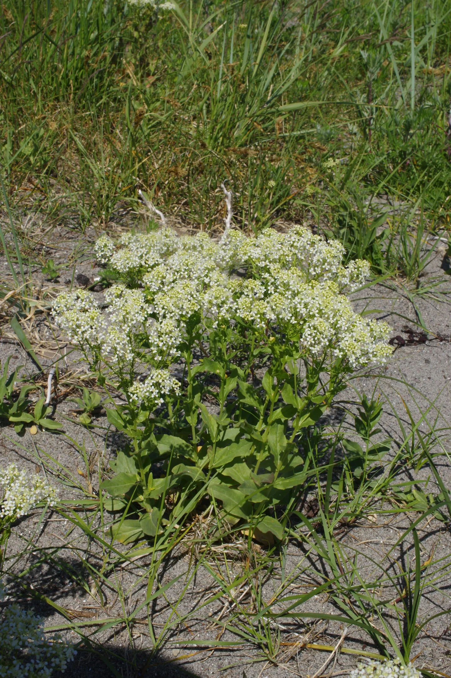 Lepidium draba – Oversikt | Artsdatabanken
