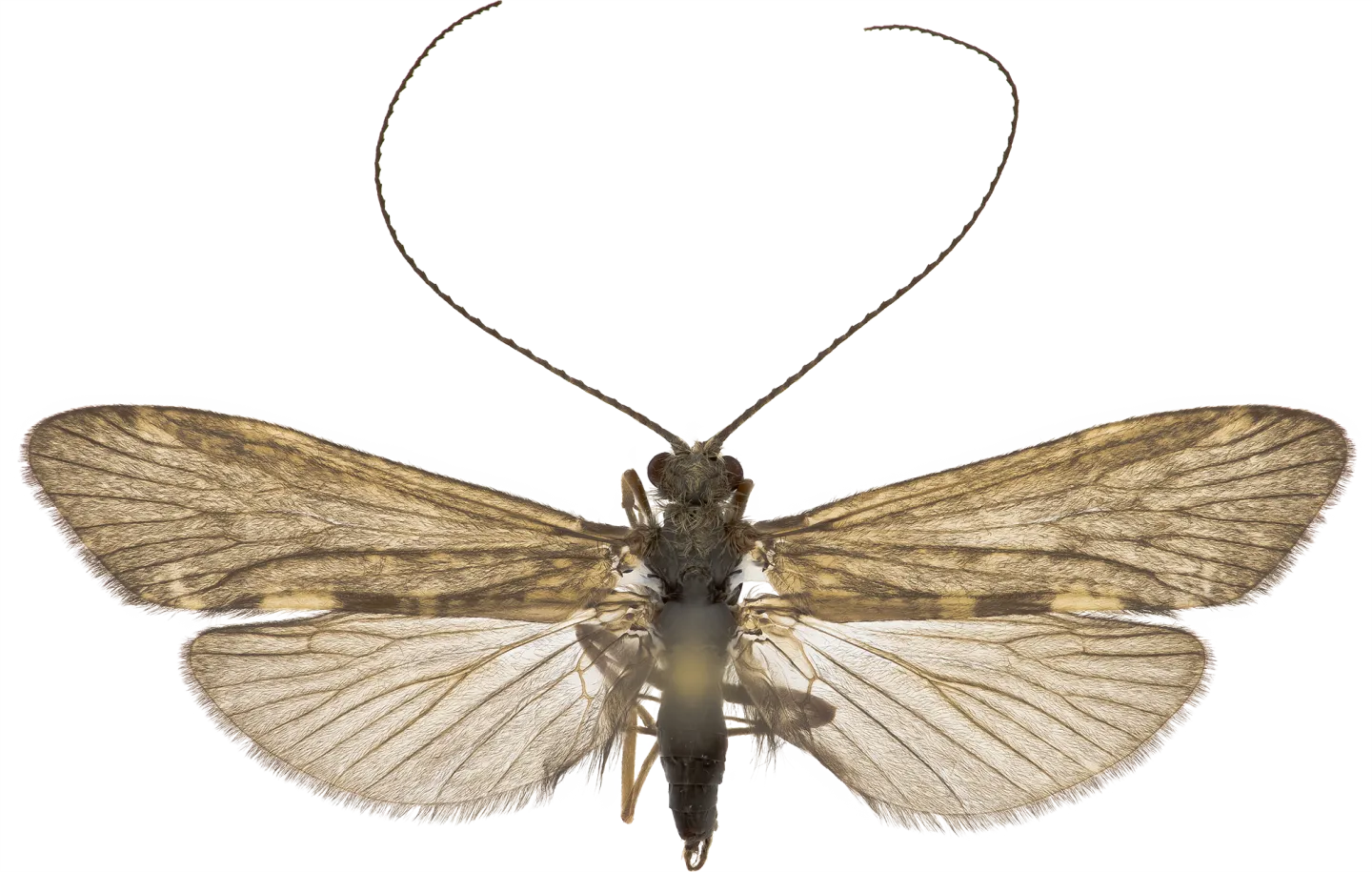 Hydropsyche angustipennis – Oversikt | Artsdatabanken