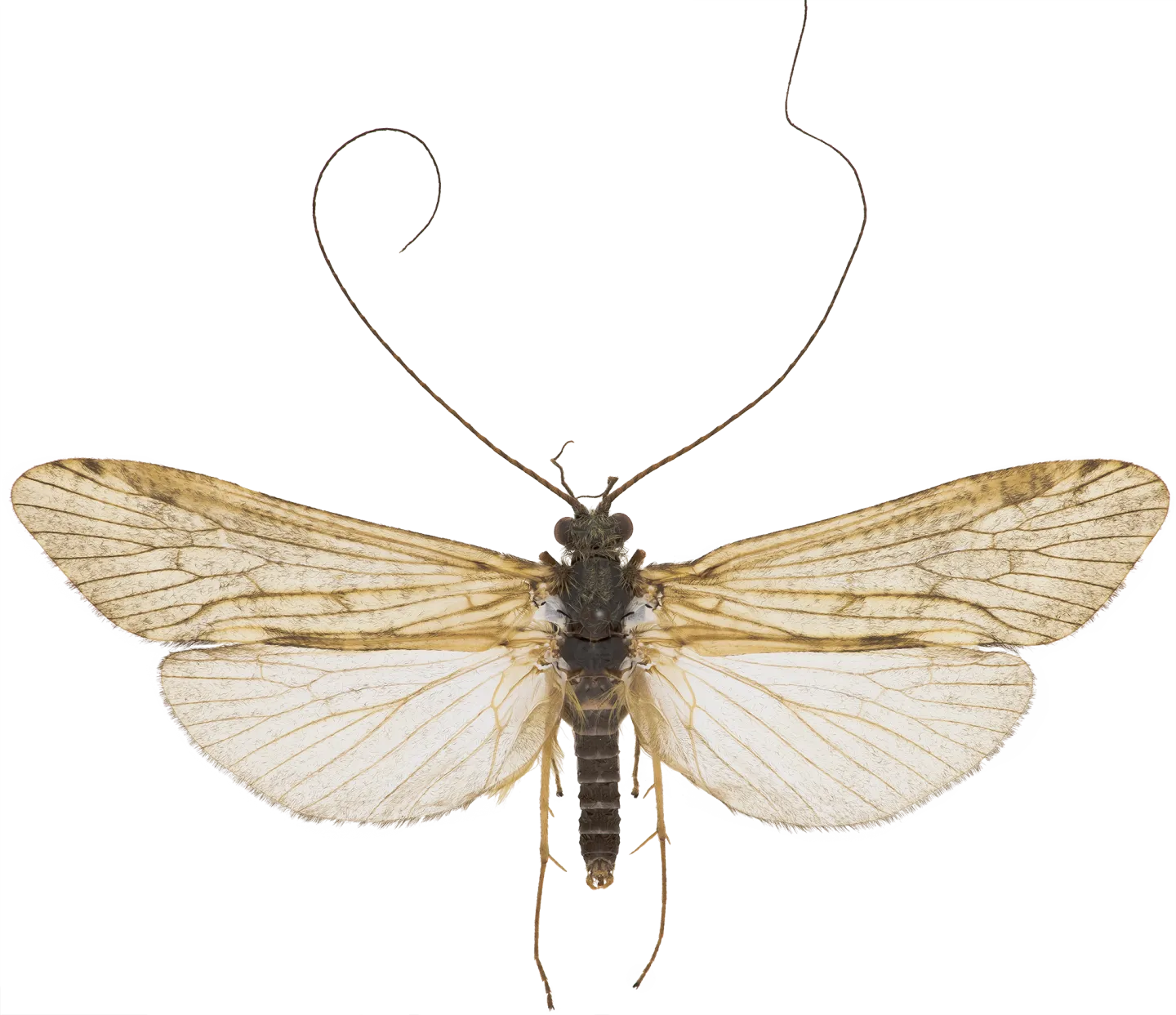 Hydropsyche pellucidula | Artsdatabanken