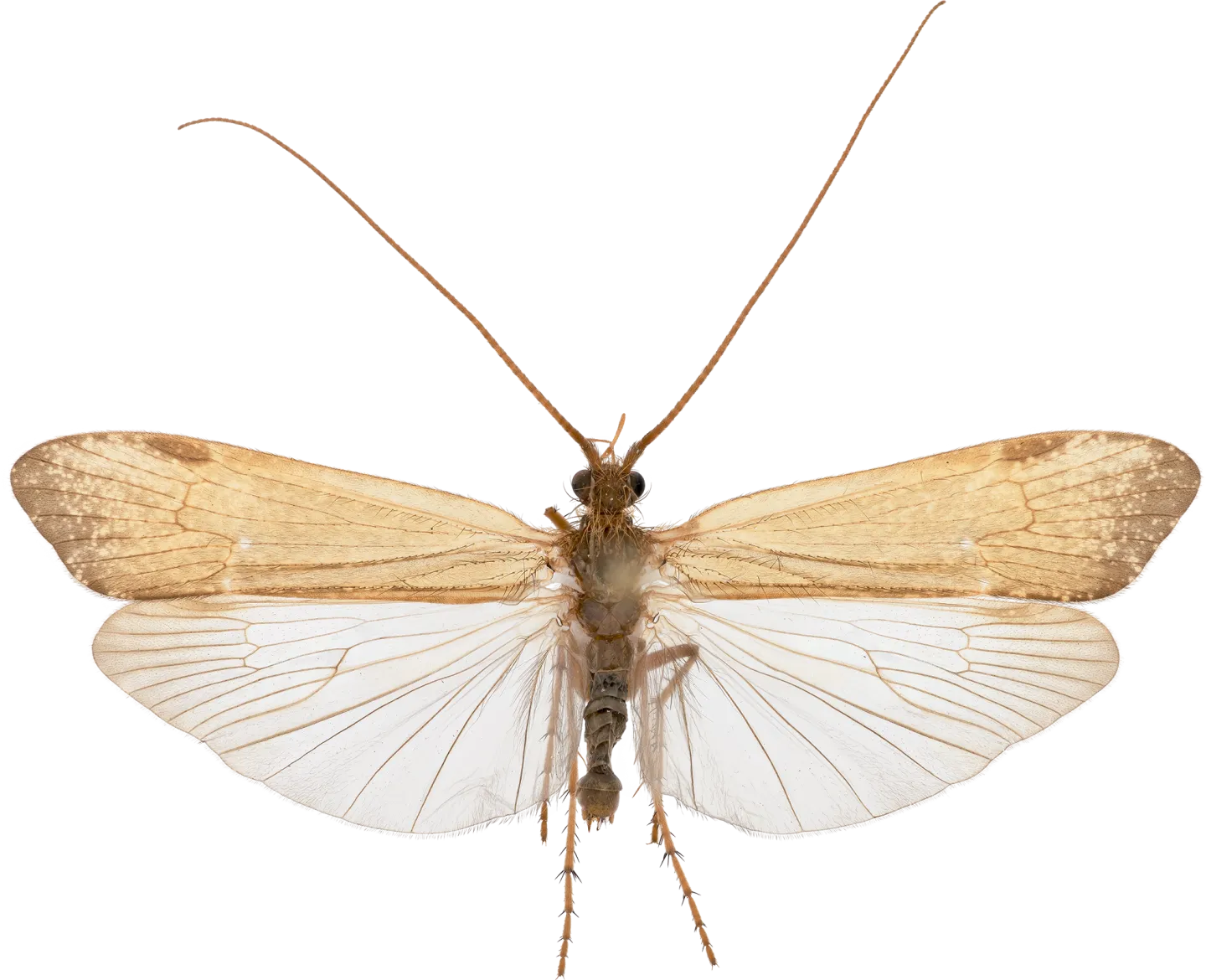 Limnephilus ignavus – Oversikt | Artsdatabanken