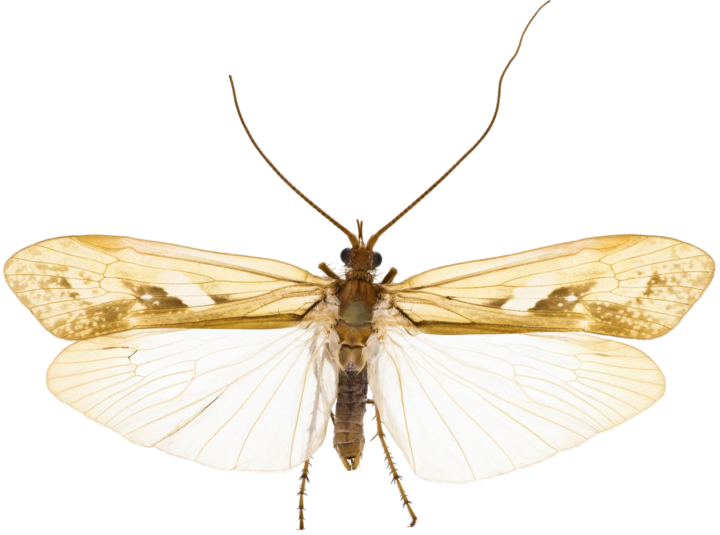 Limnephilus rhombicus | Artsdatabanken