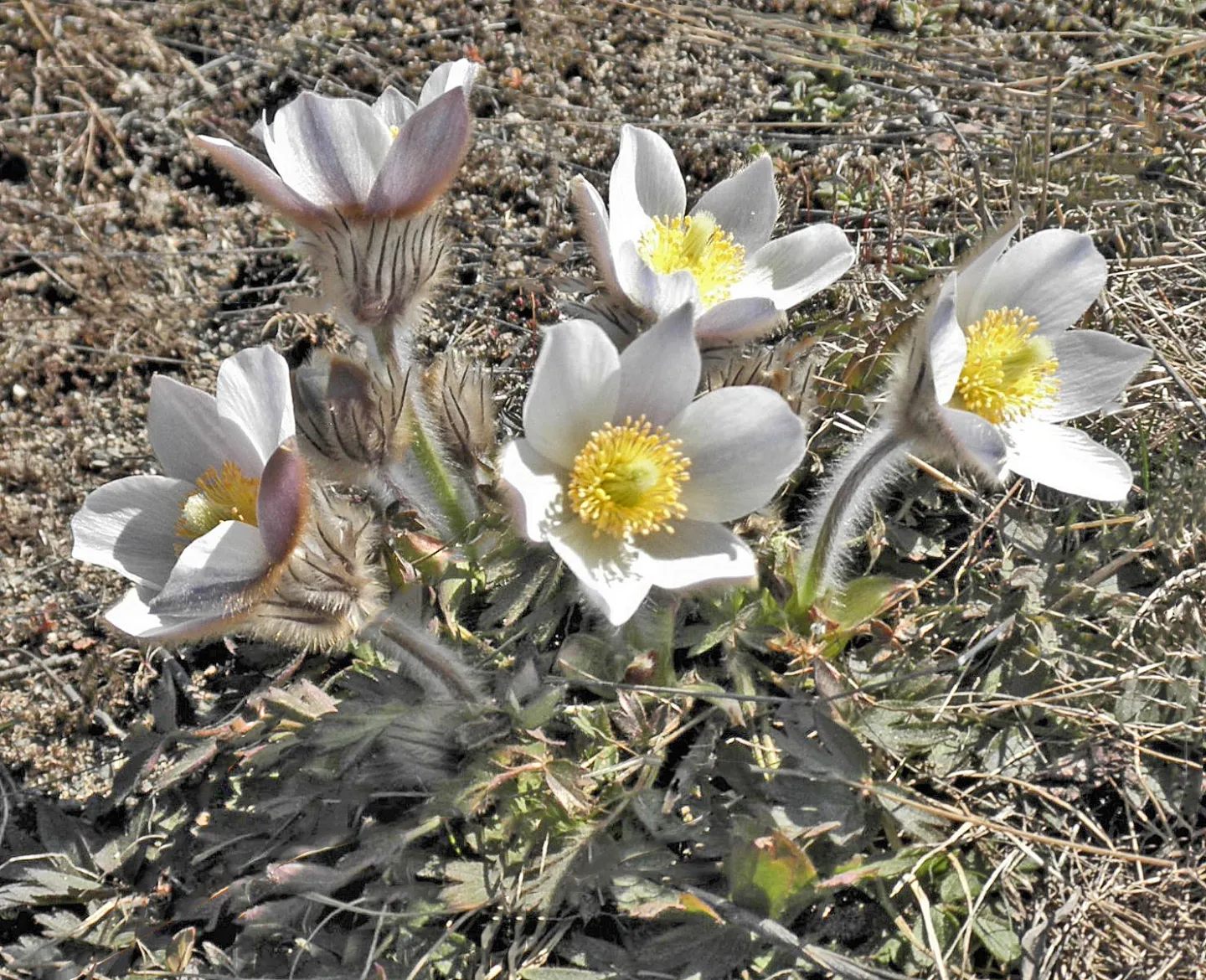 Pulsatilla vernalis – Oversikt | Artsdatabanken