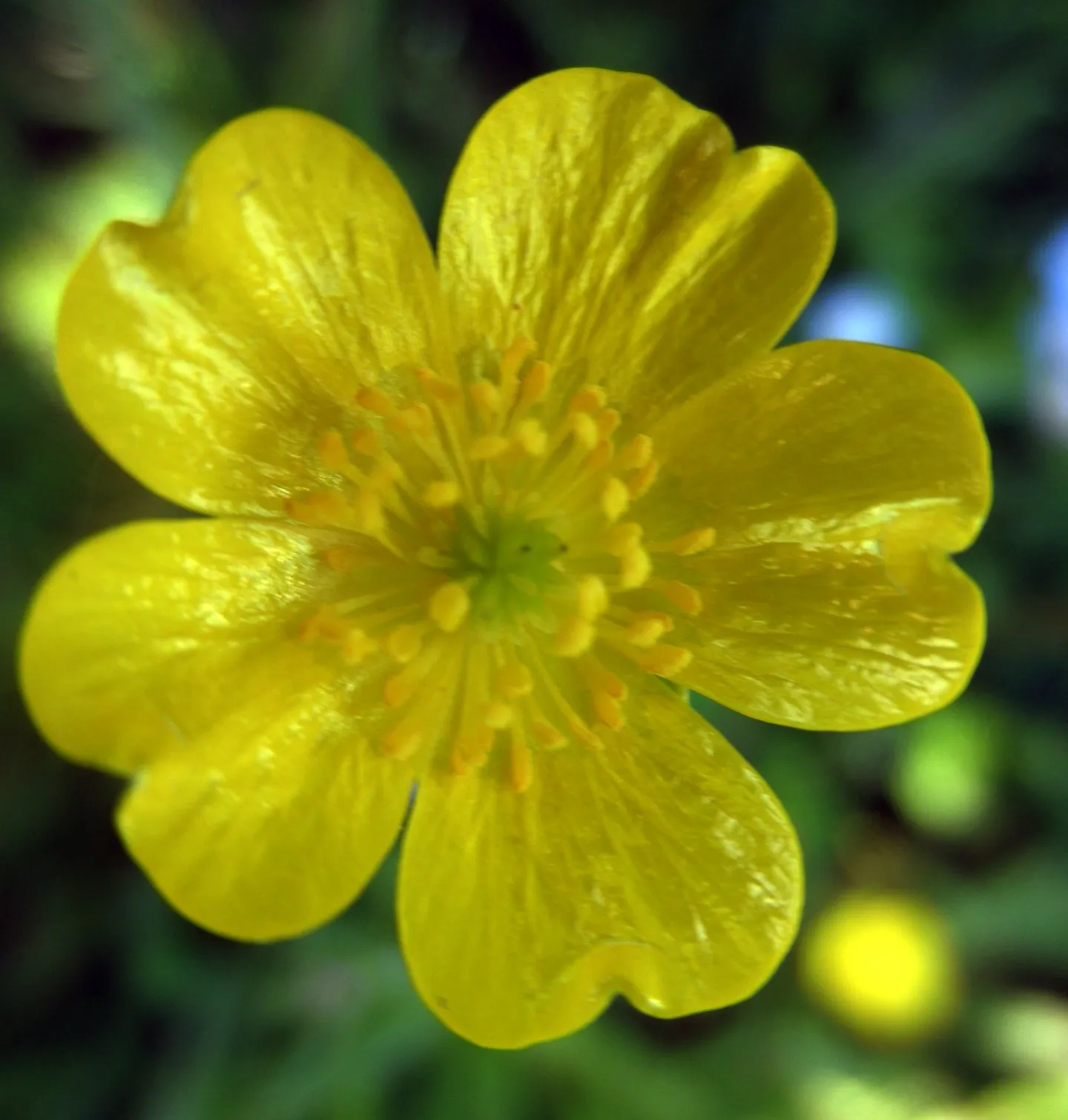 Ranunculus acris subsp. acris – Oversikt | Artsdatabanken