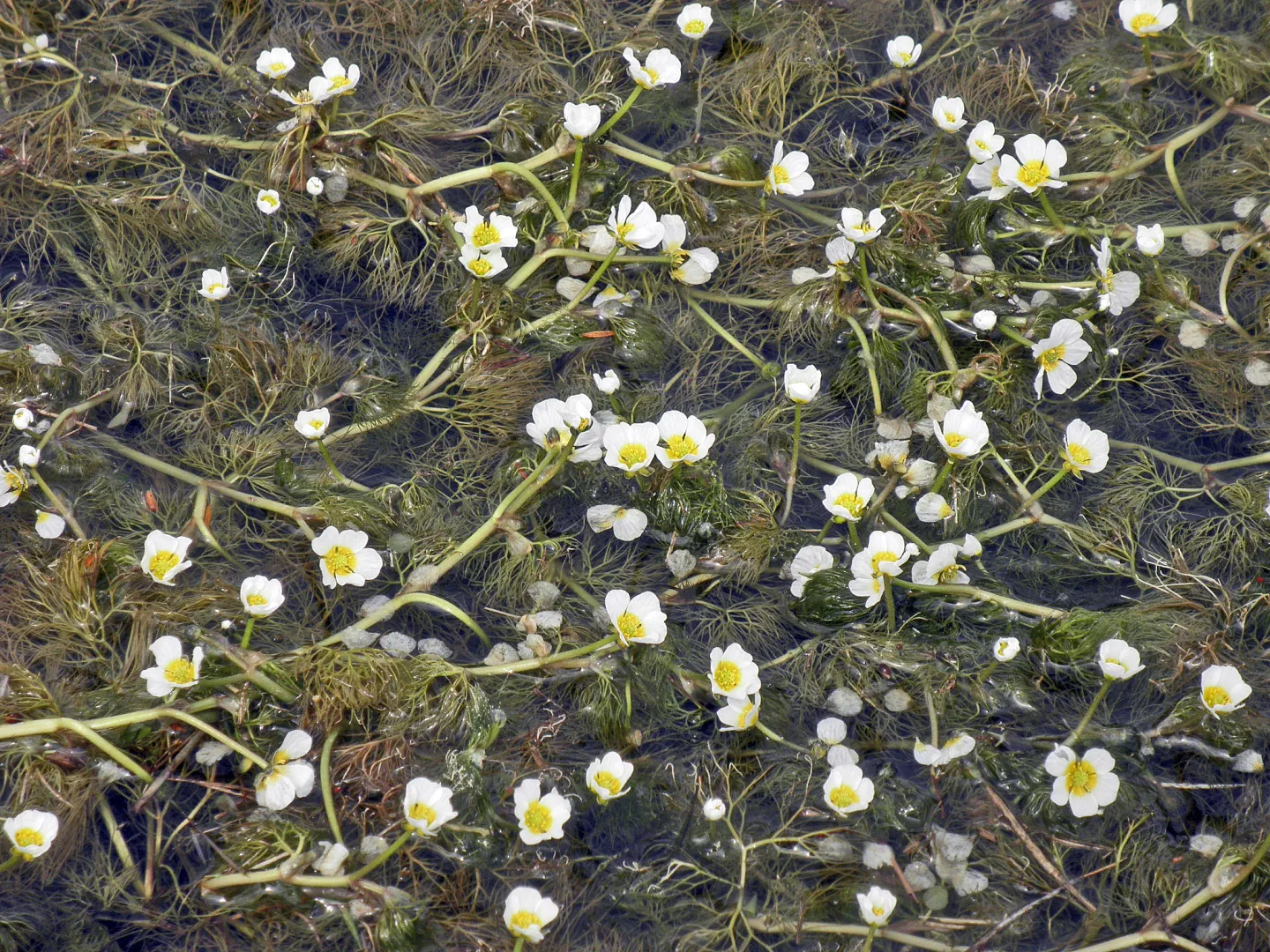 Ranunculus aquatilis – Oversikt | Artsdatabanken