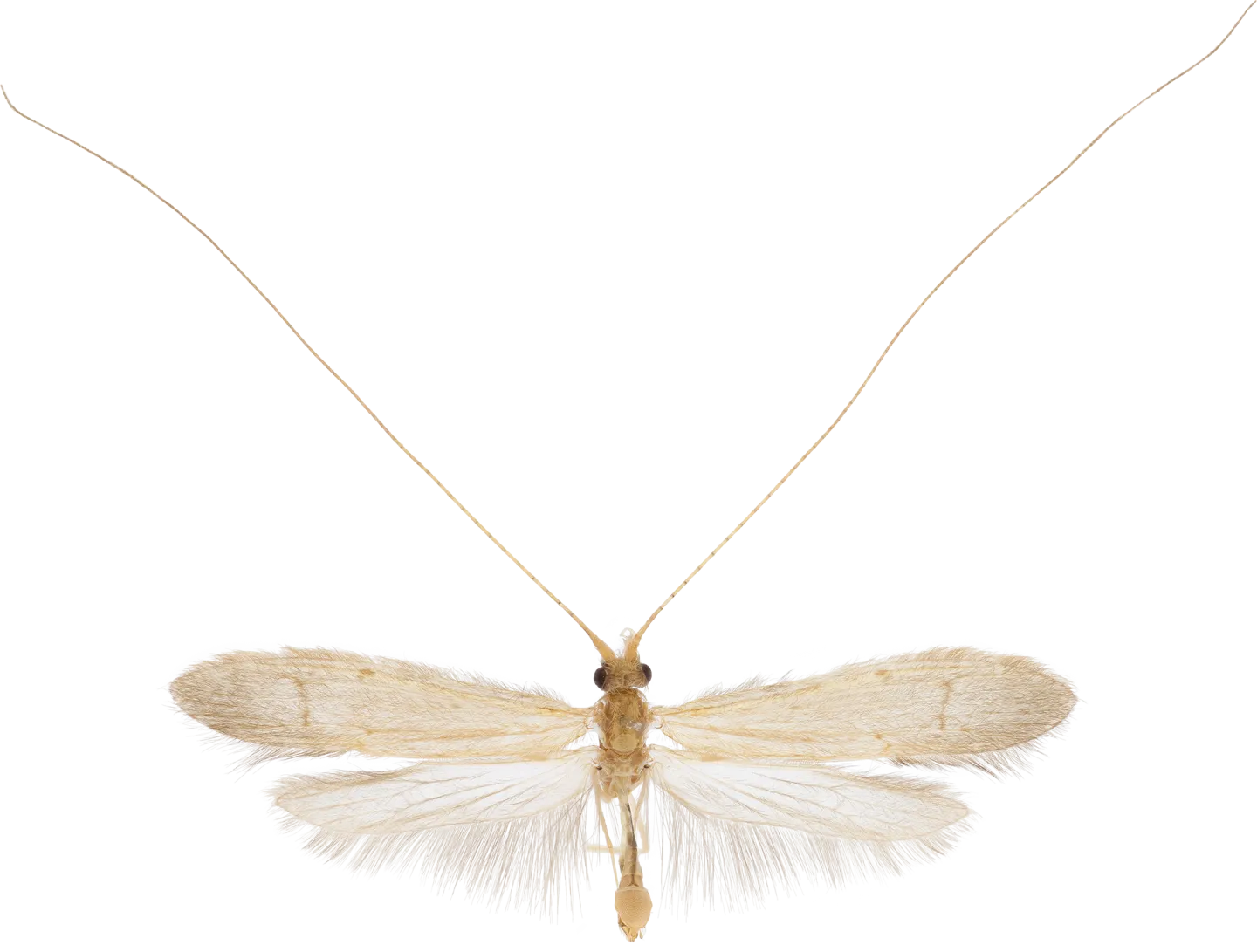Oecetis testacea | Artsdatabanken