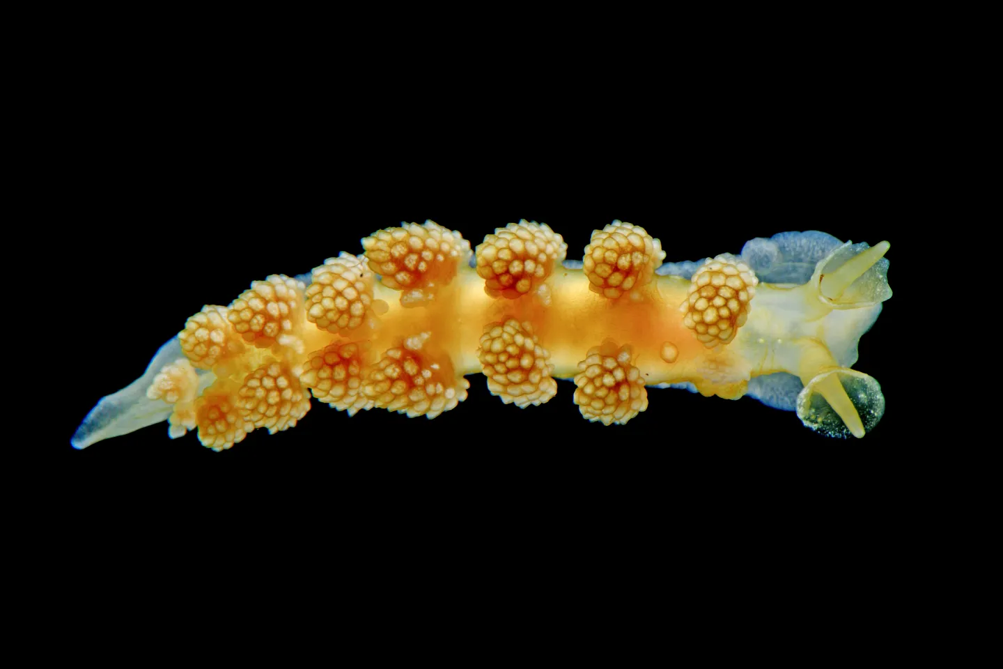 Doto fragilis – Oversikt | Artsdatabanken