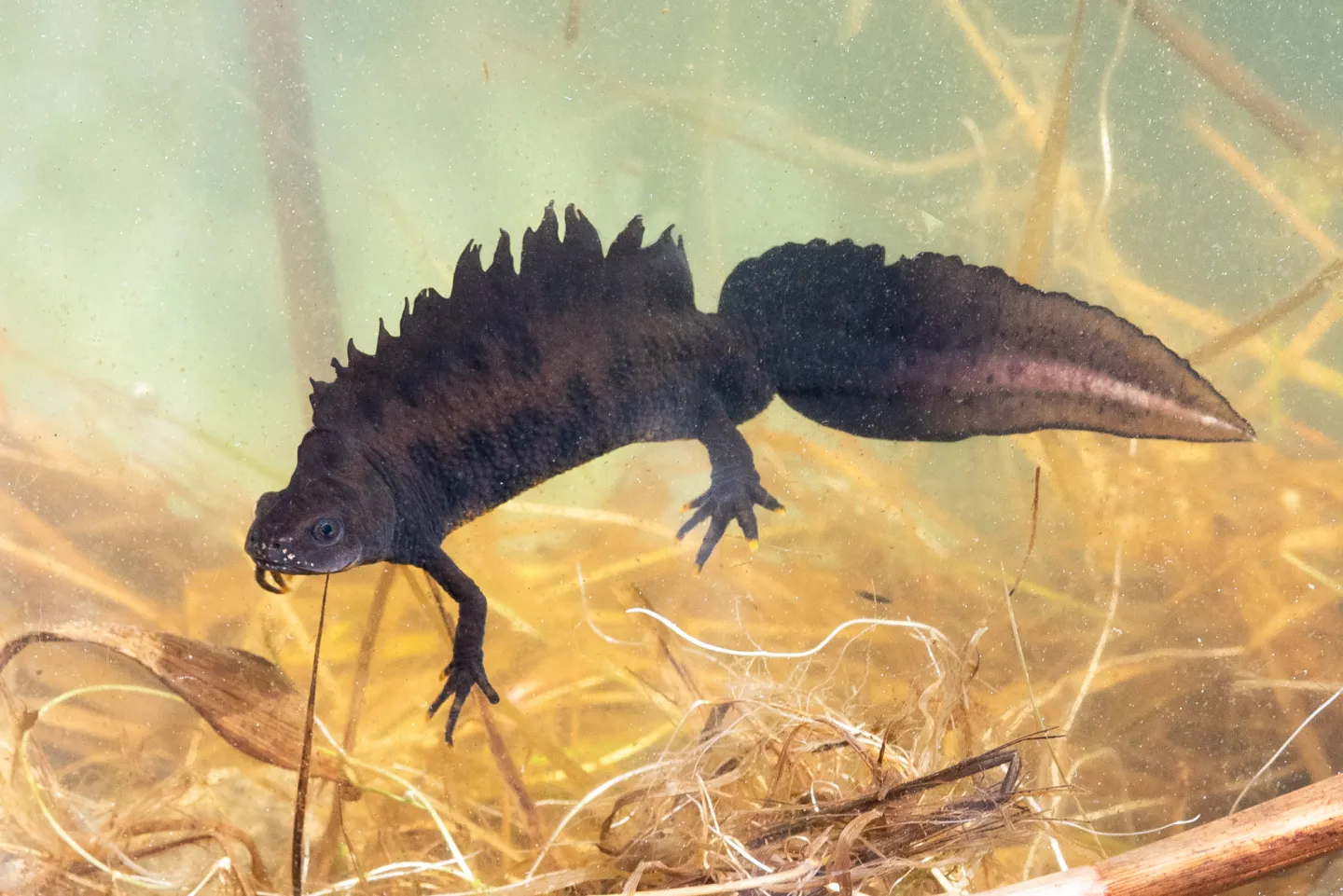 Triturus cristatus – Oversikt | Artsdatabanken